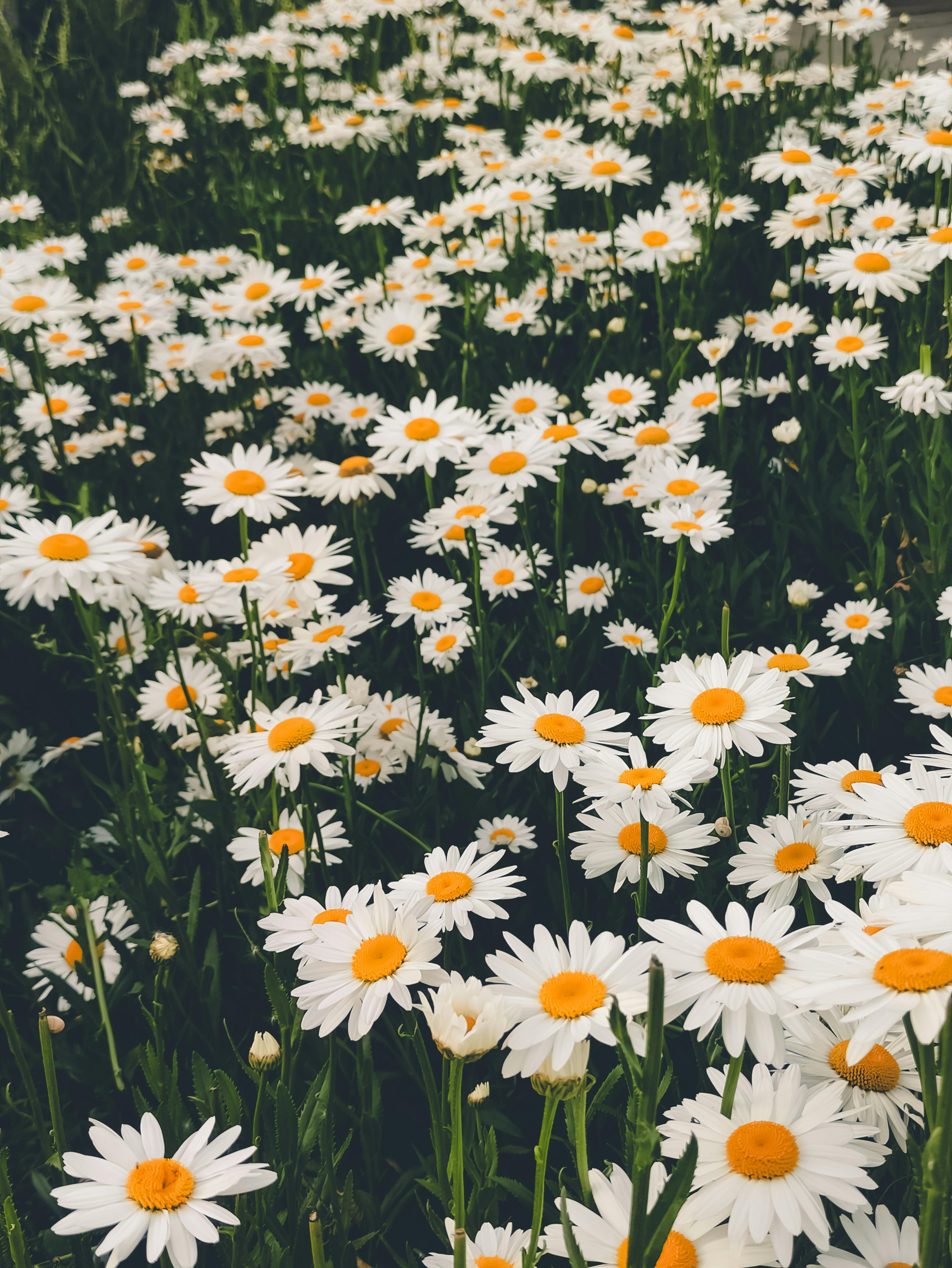 Close-up of a Daisy · Free Stock Photo