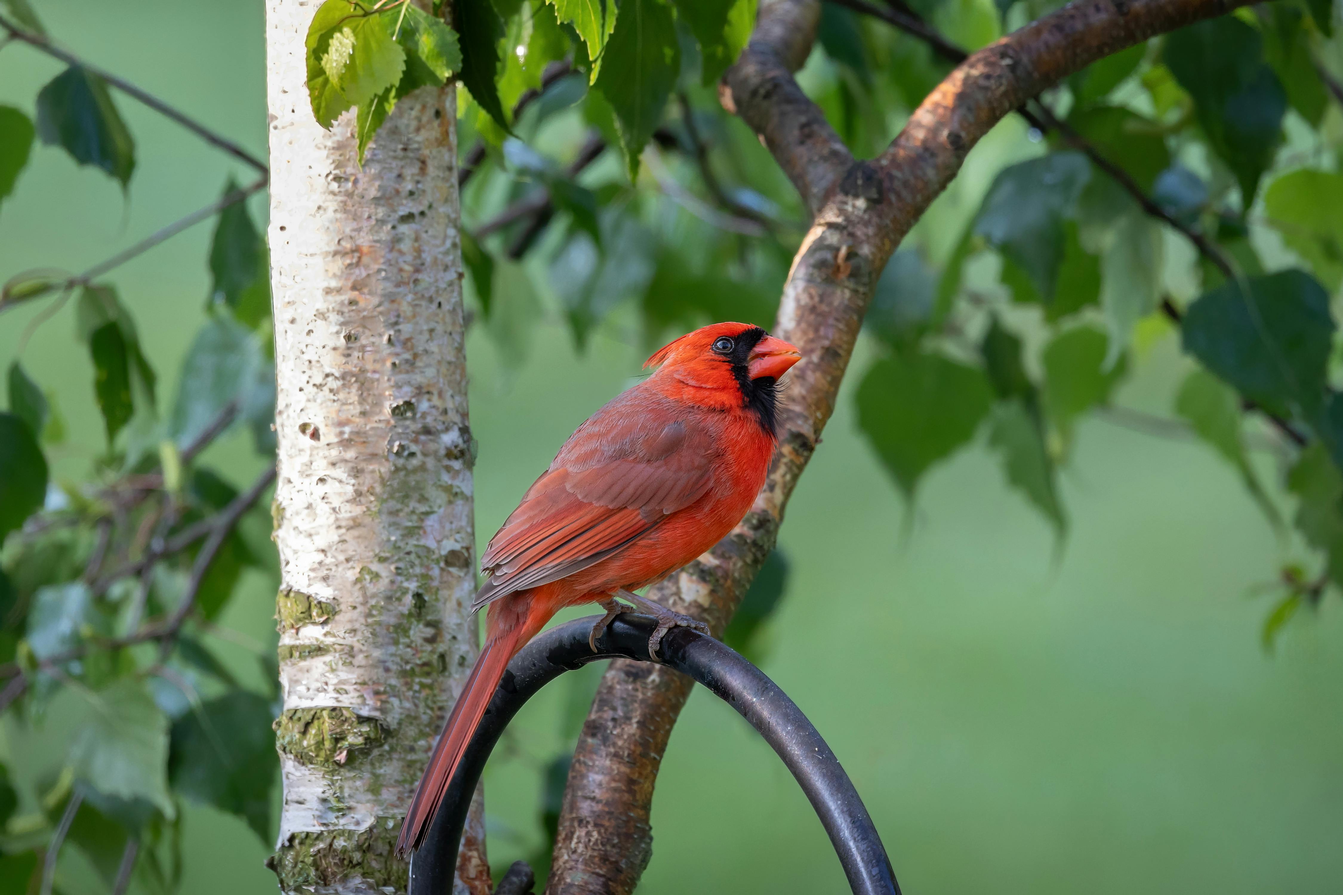 Red Cardinal Bird · Free Stock Photo