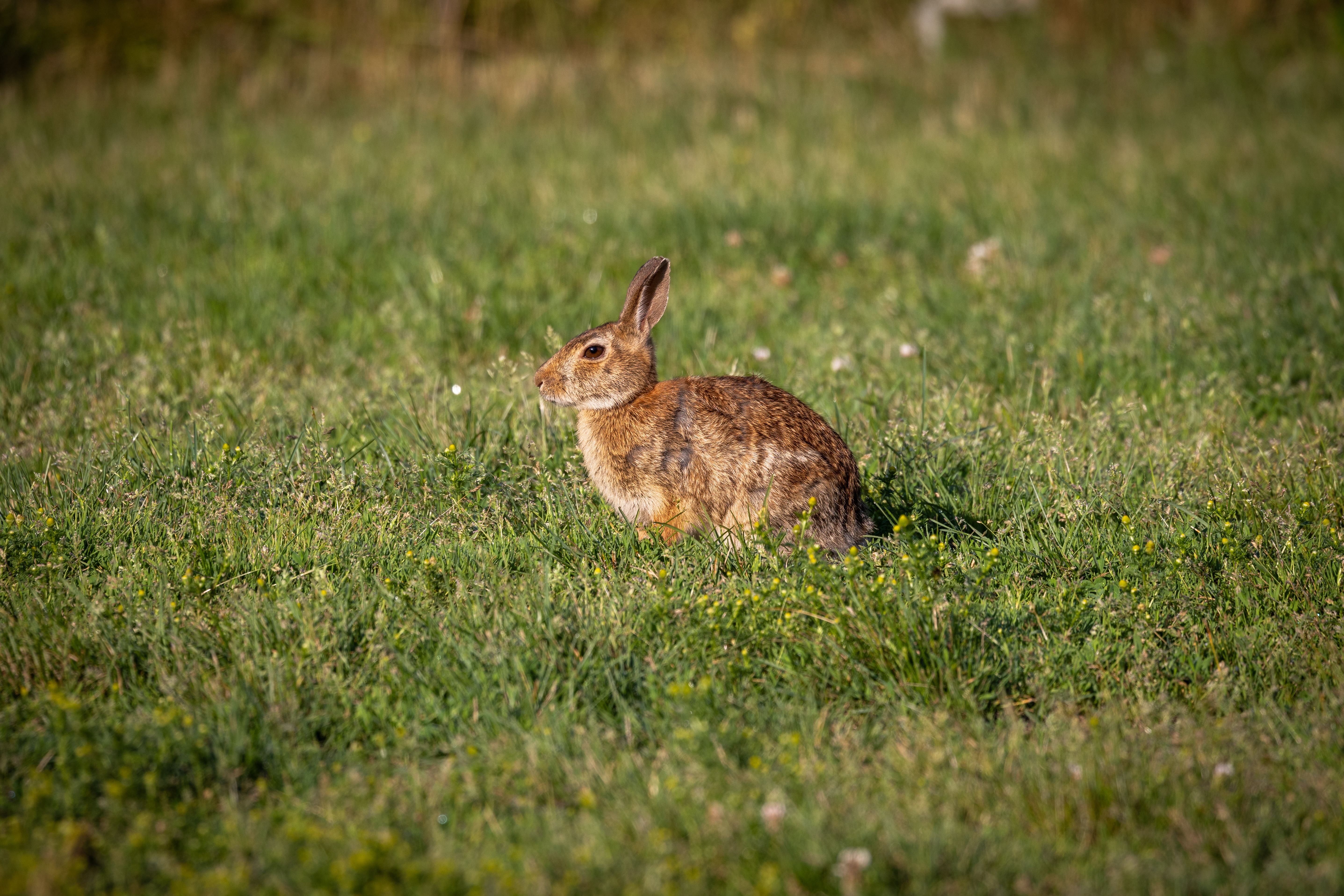 Free stock photo of animal pictures, baby, bunny, cute, field, fur ...