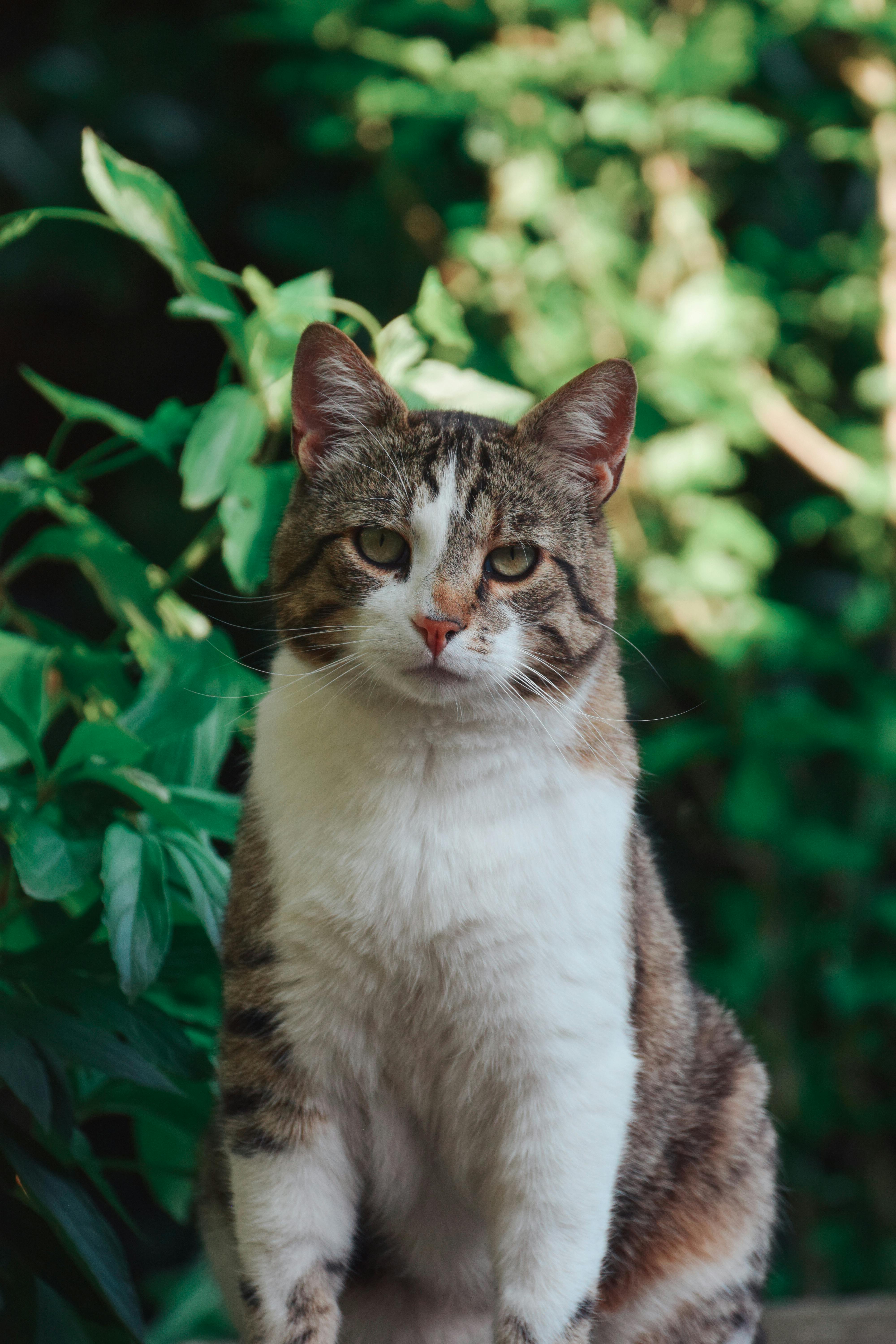 Downy Furry Cat · Free Stock Photo