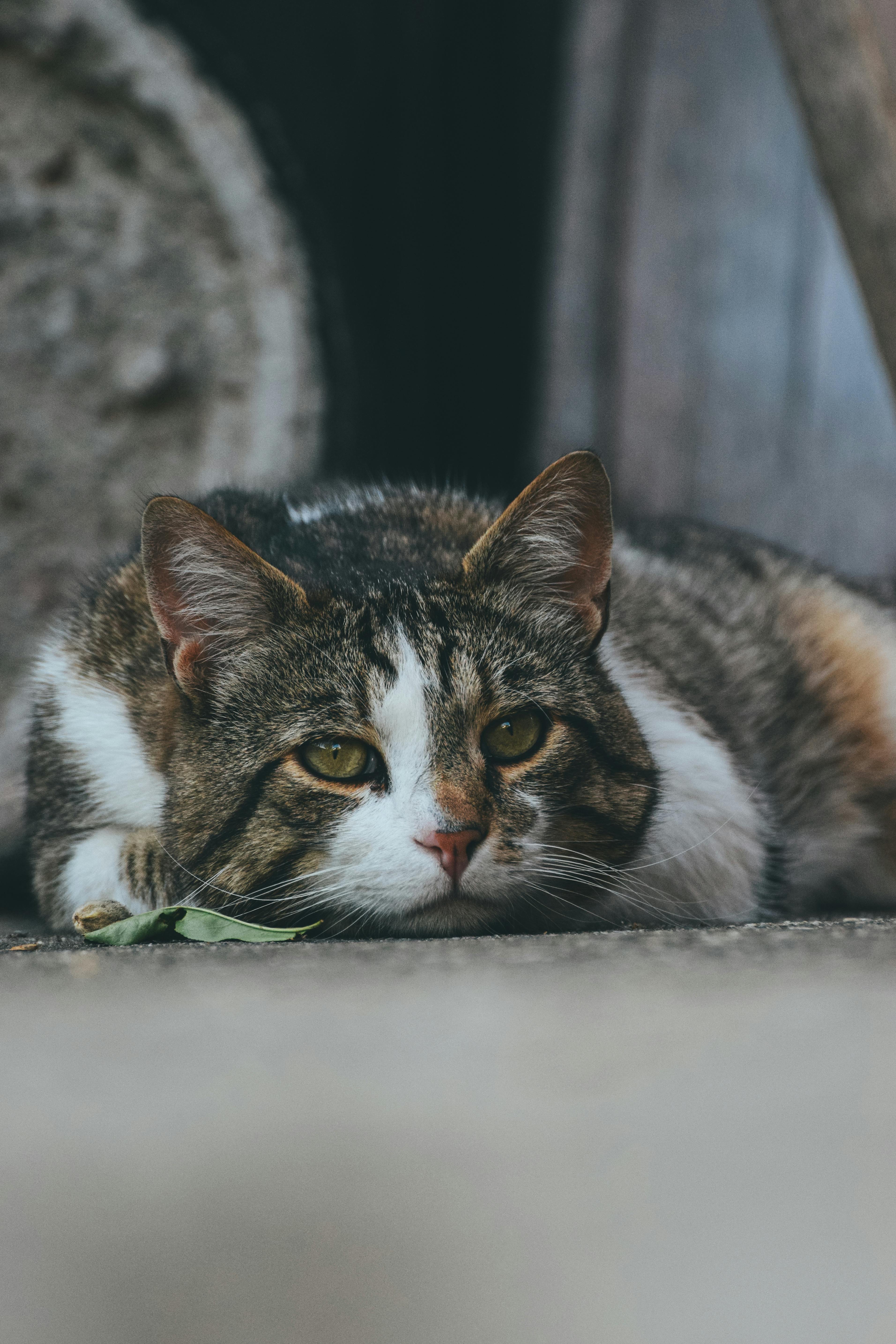 Lazy Downy Cat · Free Stock Photo