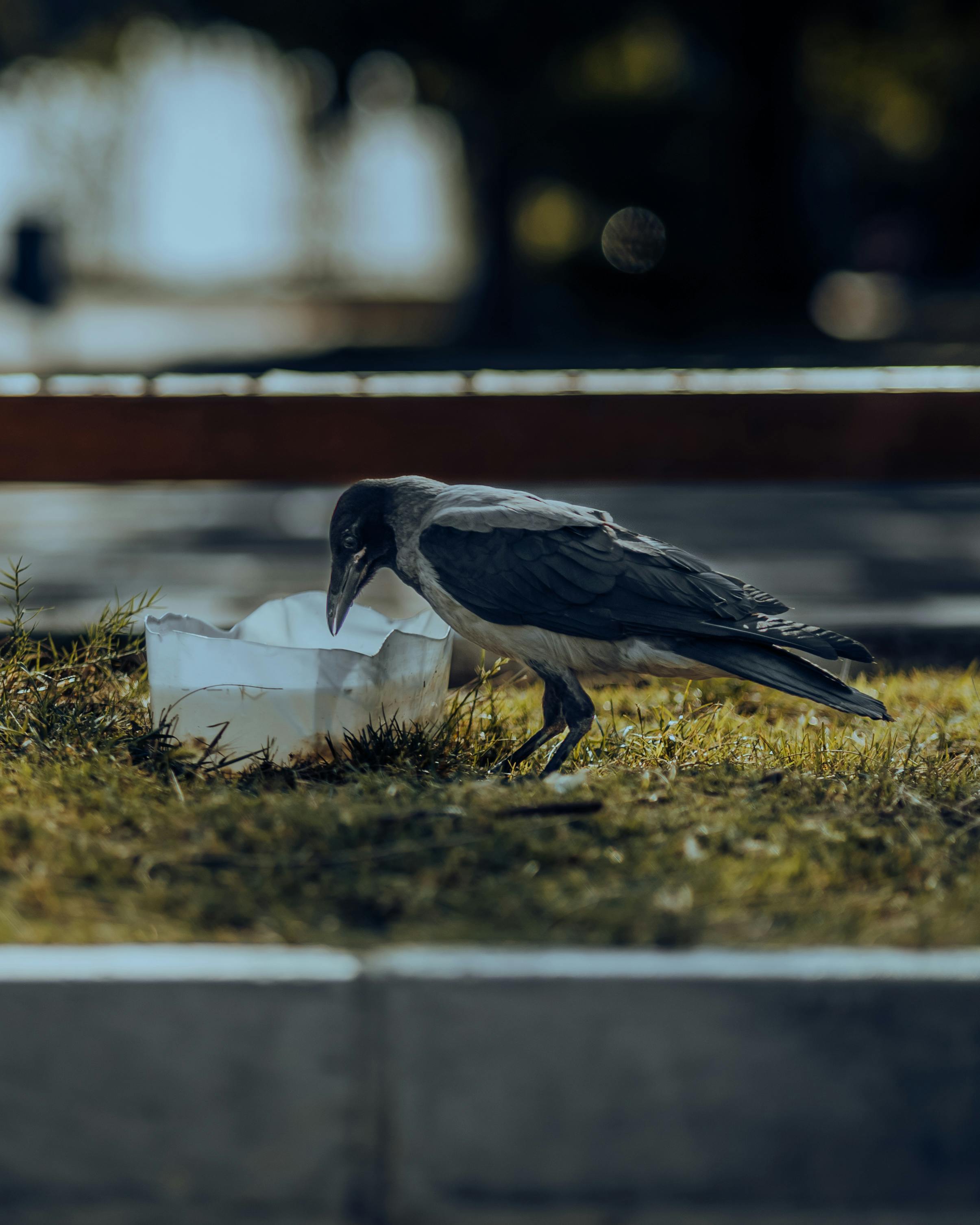 Hooded Crow with Peanuts in Natural Habitat · Free Stock Photo