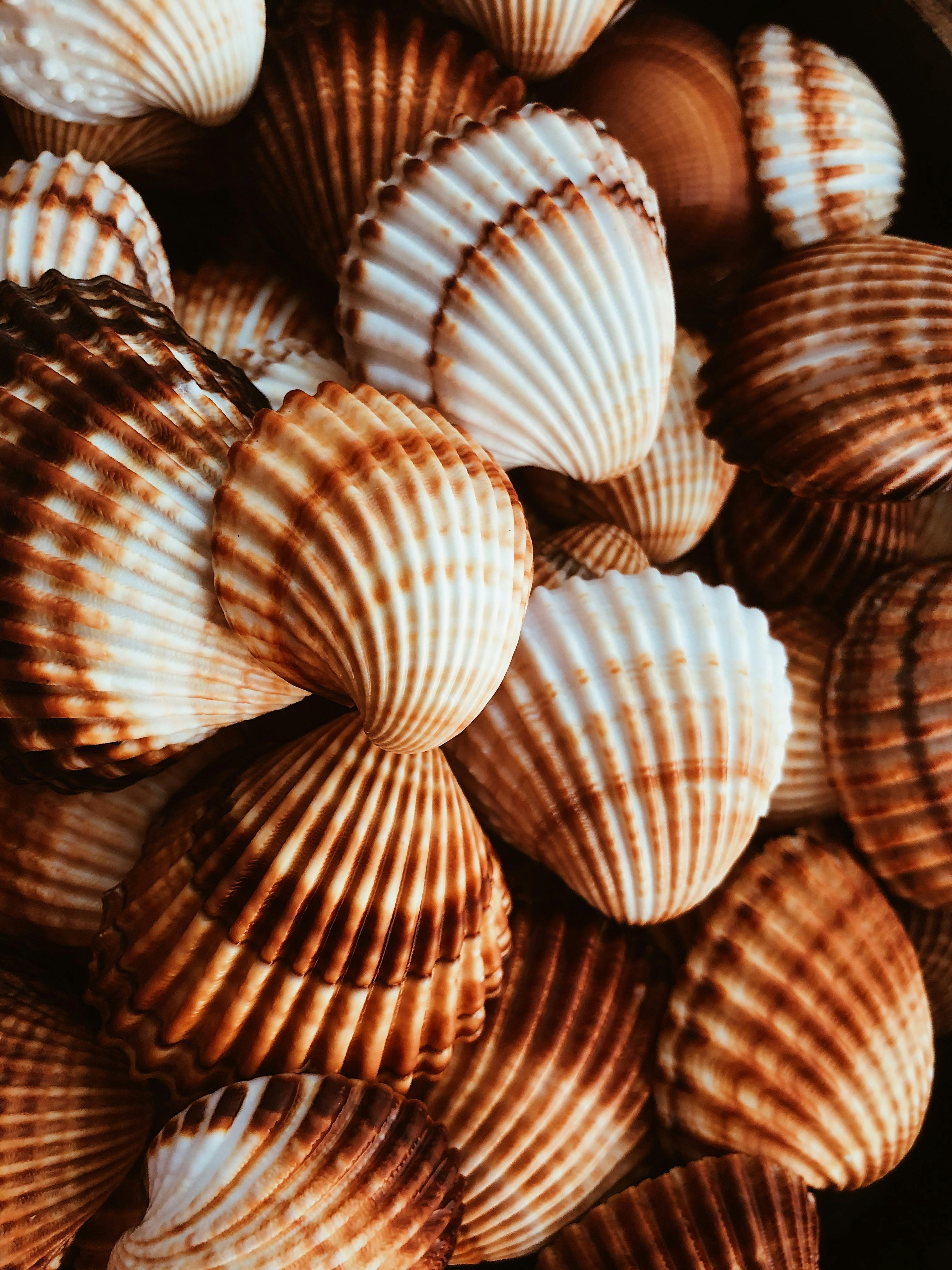 Close-up of Colorful Seashells · Free Stock Photo