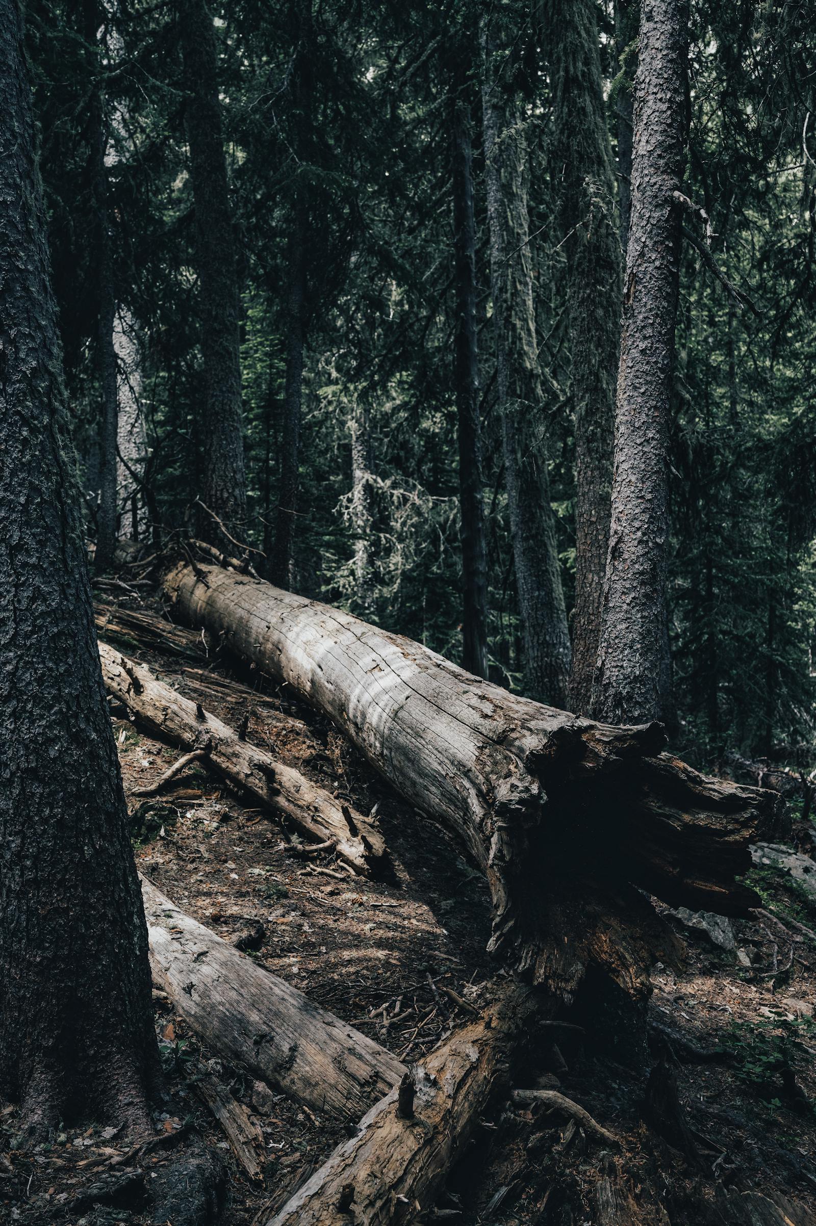 Fallen Tree Photos, Download The BEST Free Fallen Tree Stock Photos ...