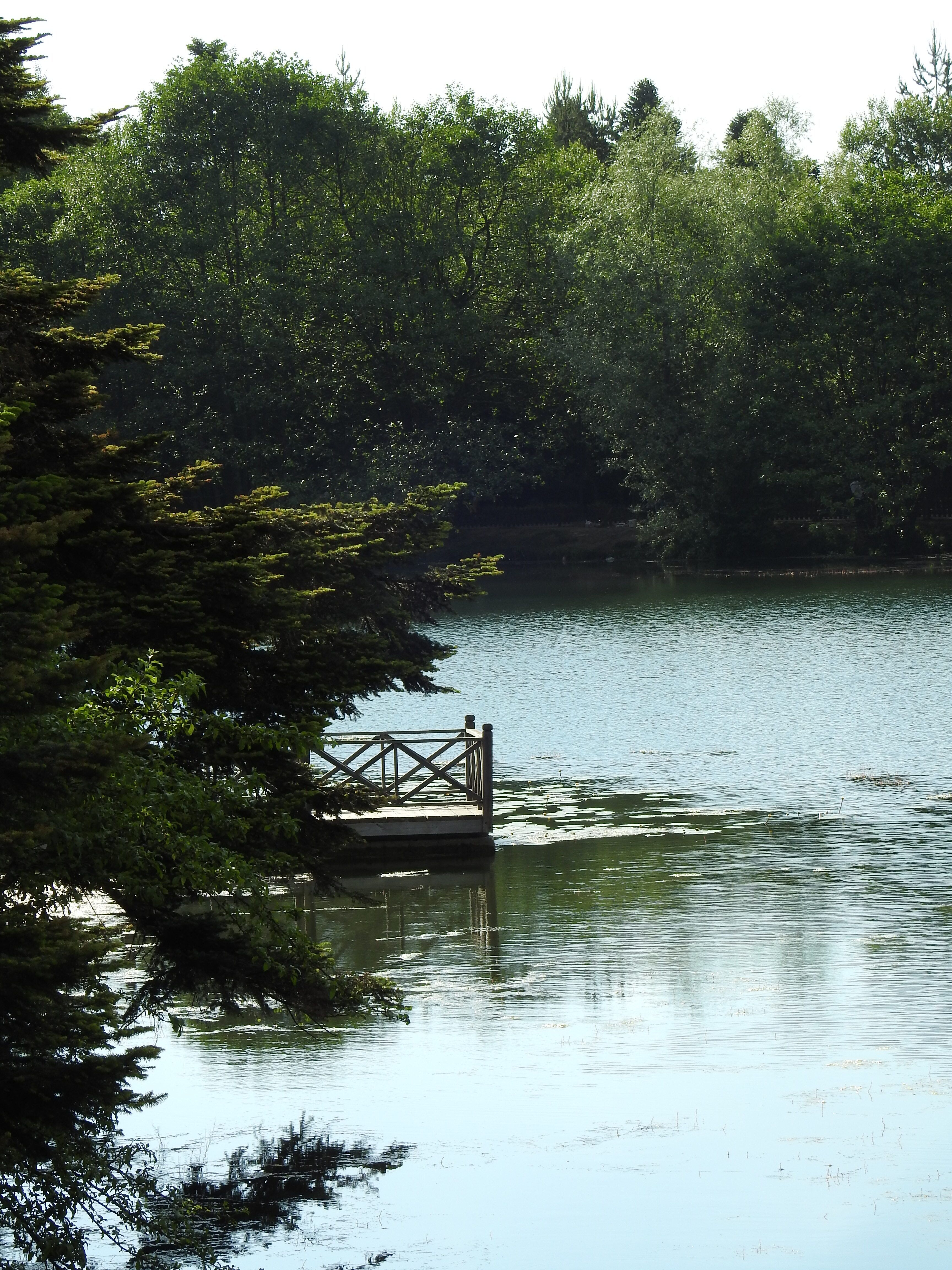 Forest around Lake · Free Stock Photo