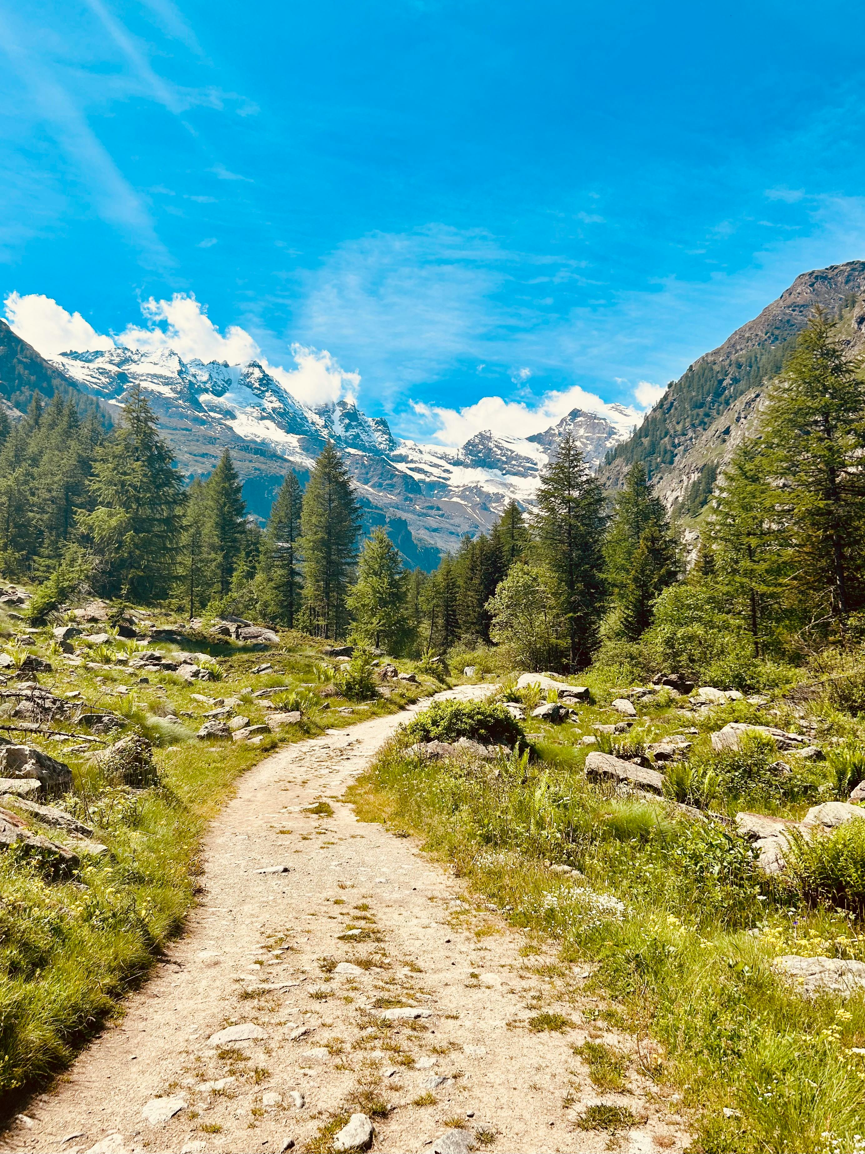 Photo gratuite de arbres, chemin de terre, ensoleillé, fond d'écran ...