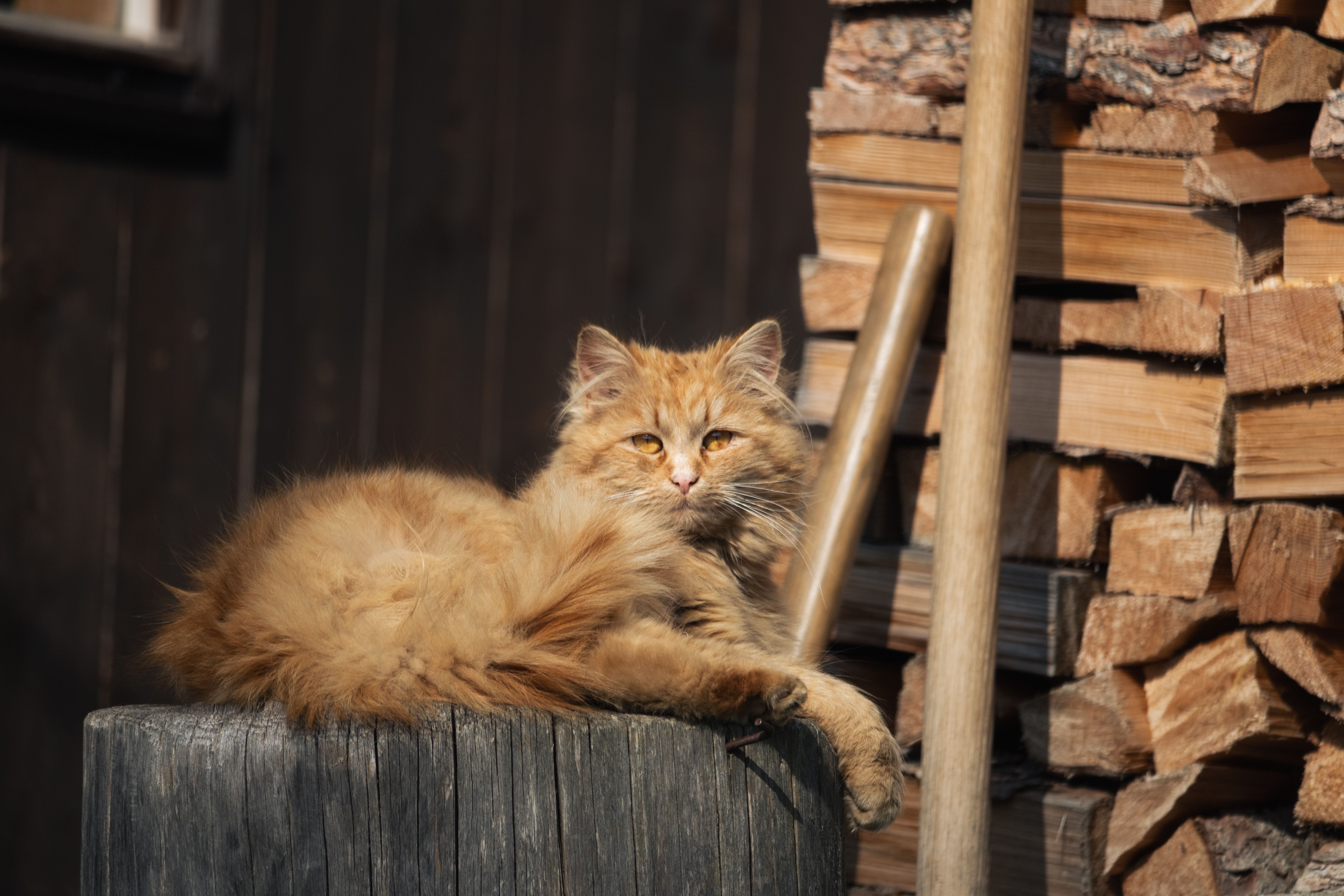 A Ginger Cat Lying on a Tree Stump next to a Pile of Chopped Wood ...