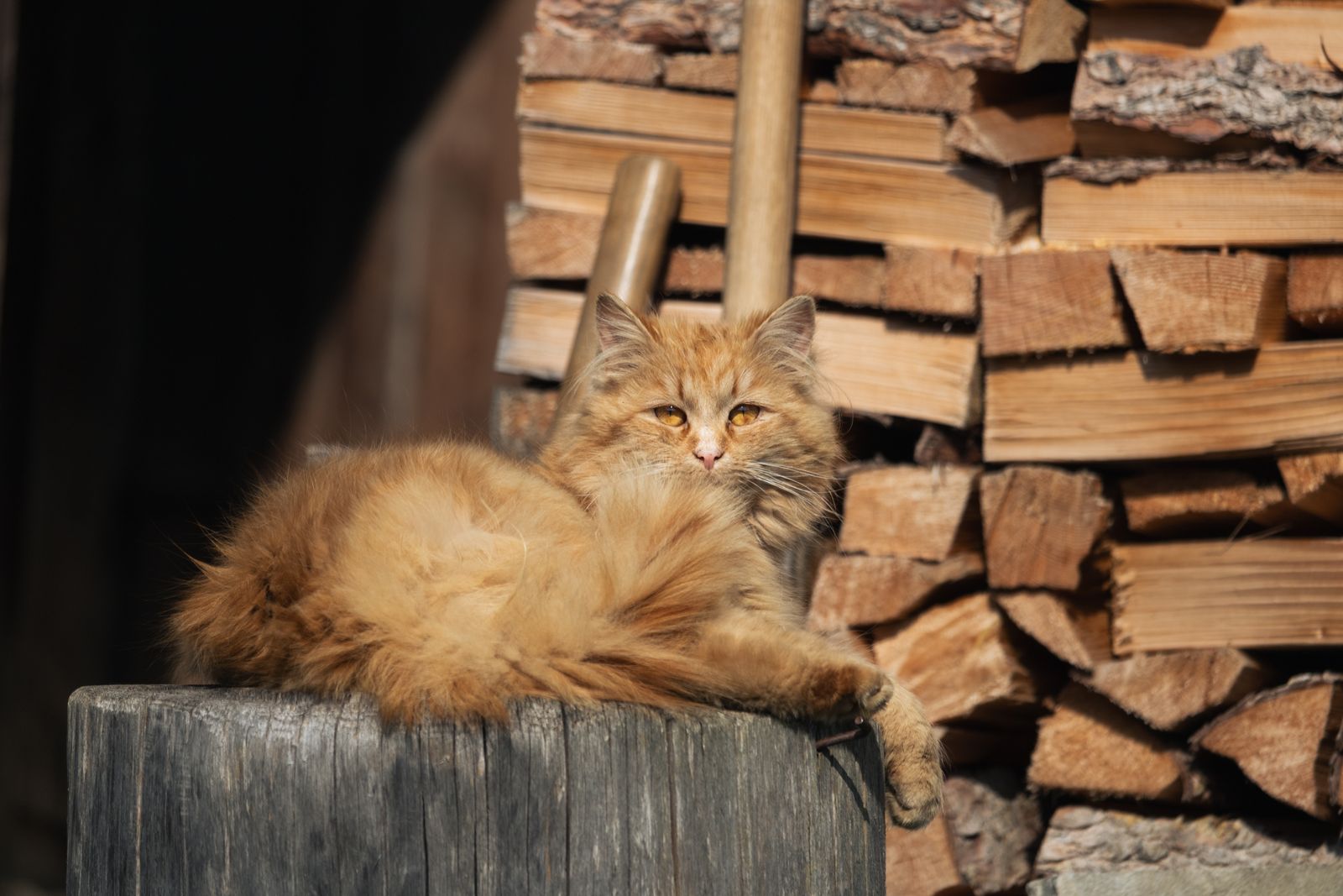 4k Wallpaper Cute Cat Photos, Download The BEST Free 4k Wallpaper Cute ...