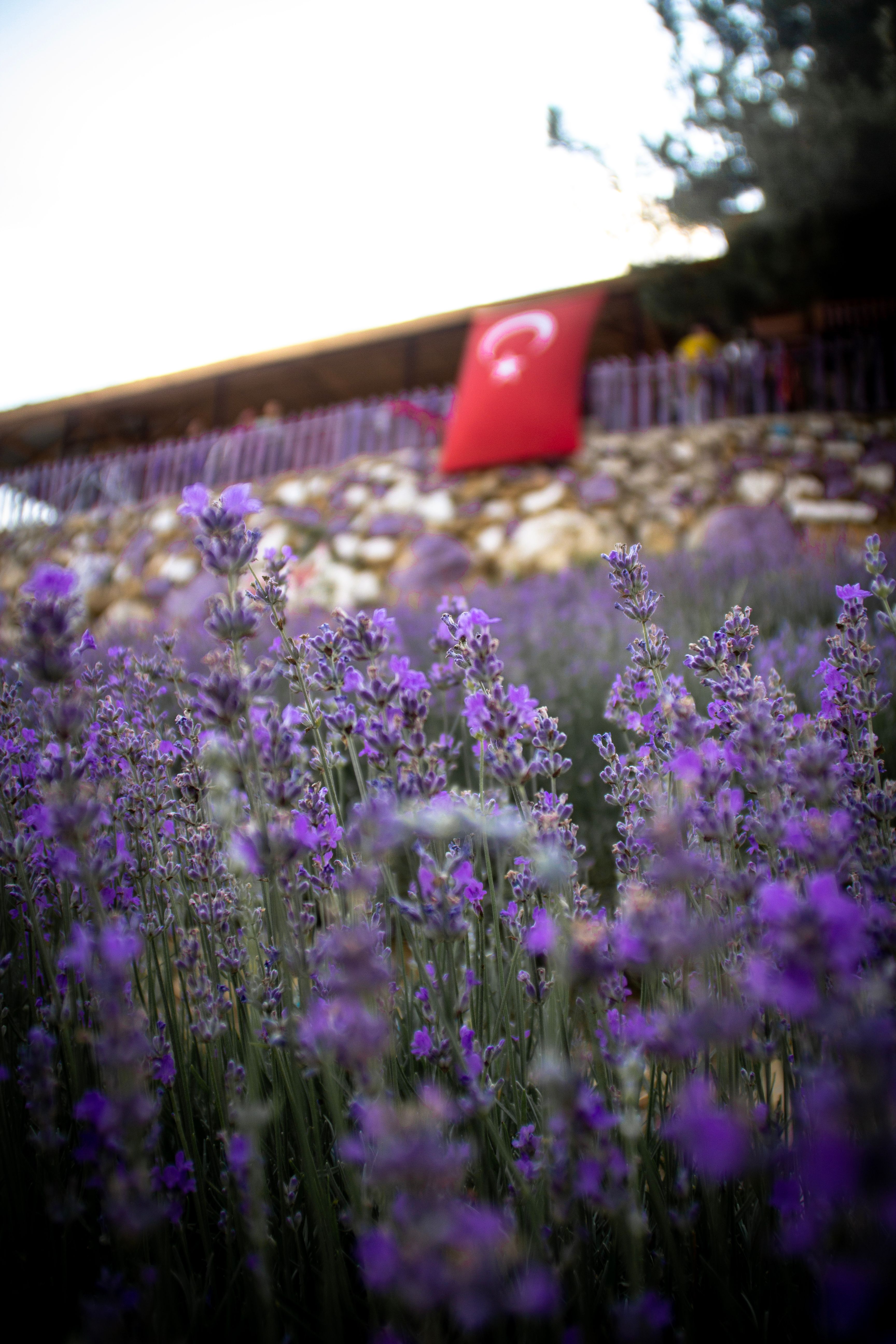 Close up of Lavender Flowers and Turkish Flag behind · Free Stock Photo