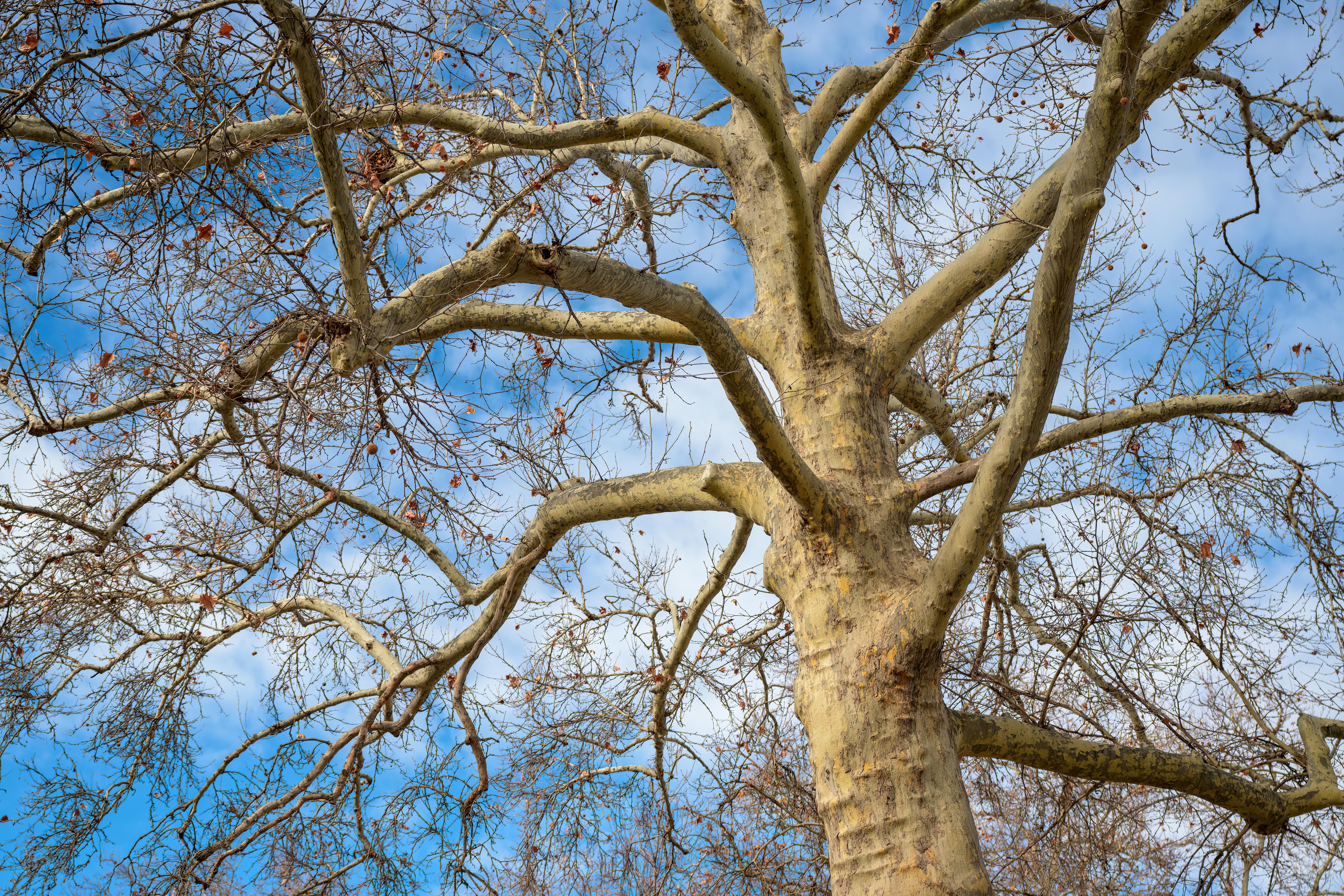 Close up of Bare Tree · Free Stock Photo