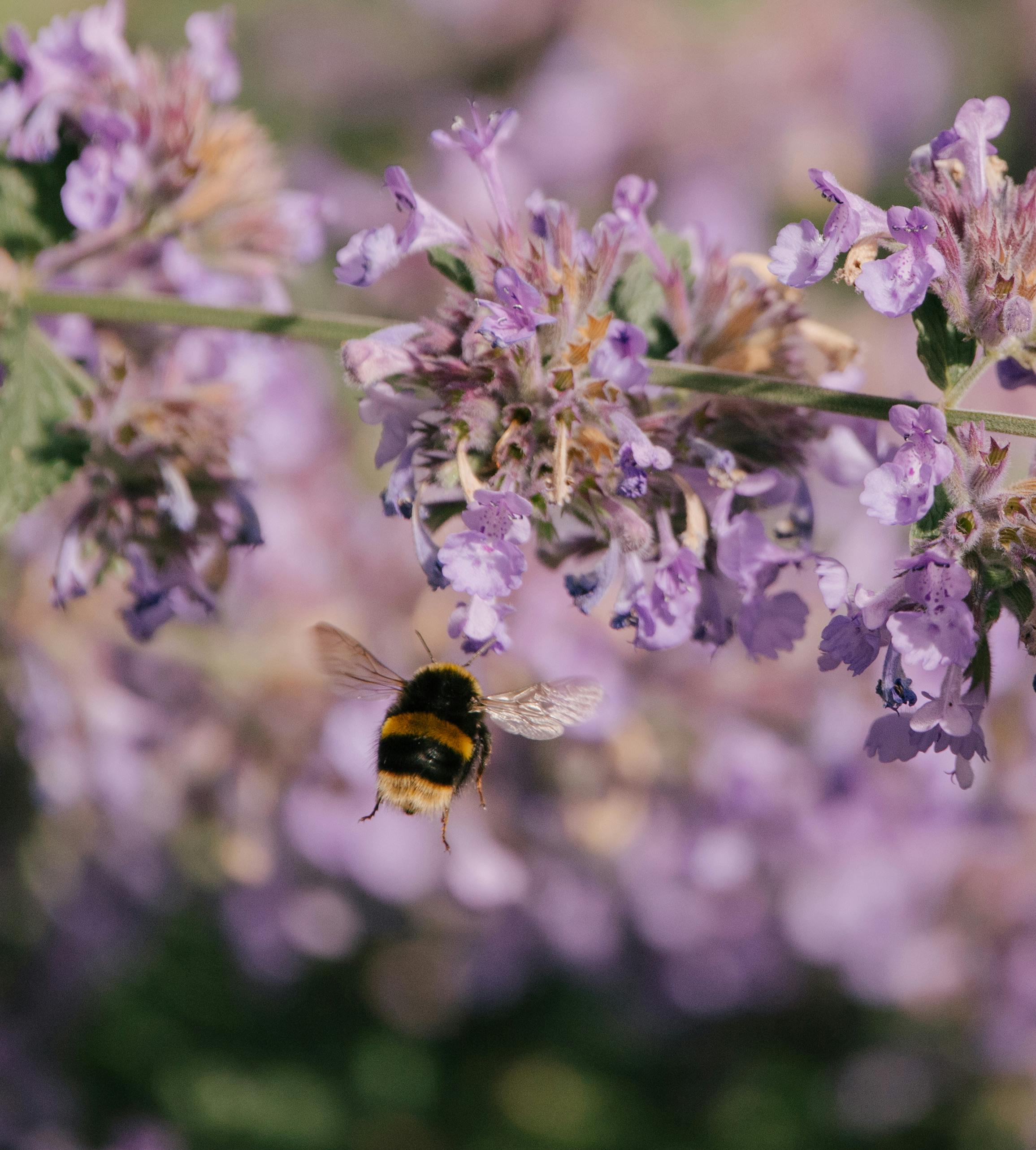 Bee over Lavender Flowers · Free Stock Photo