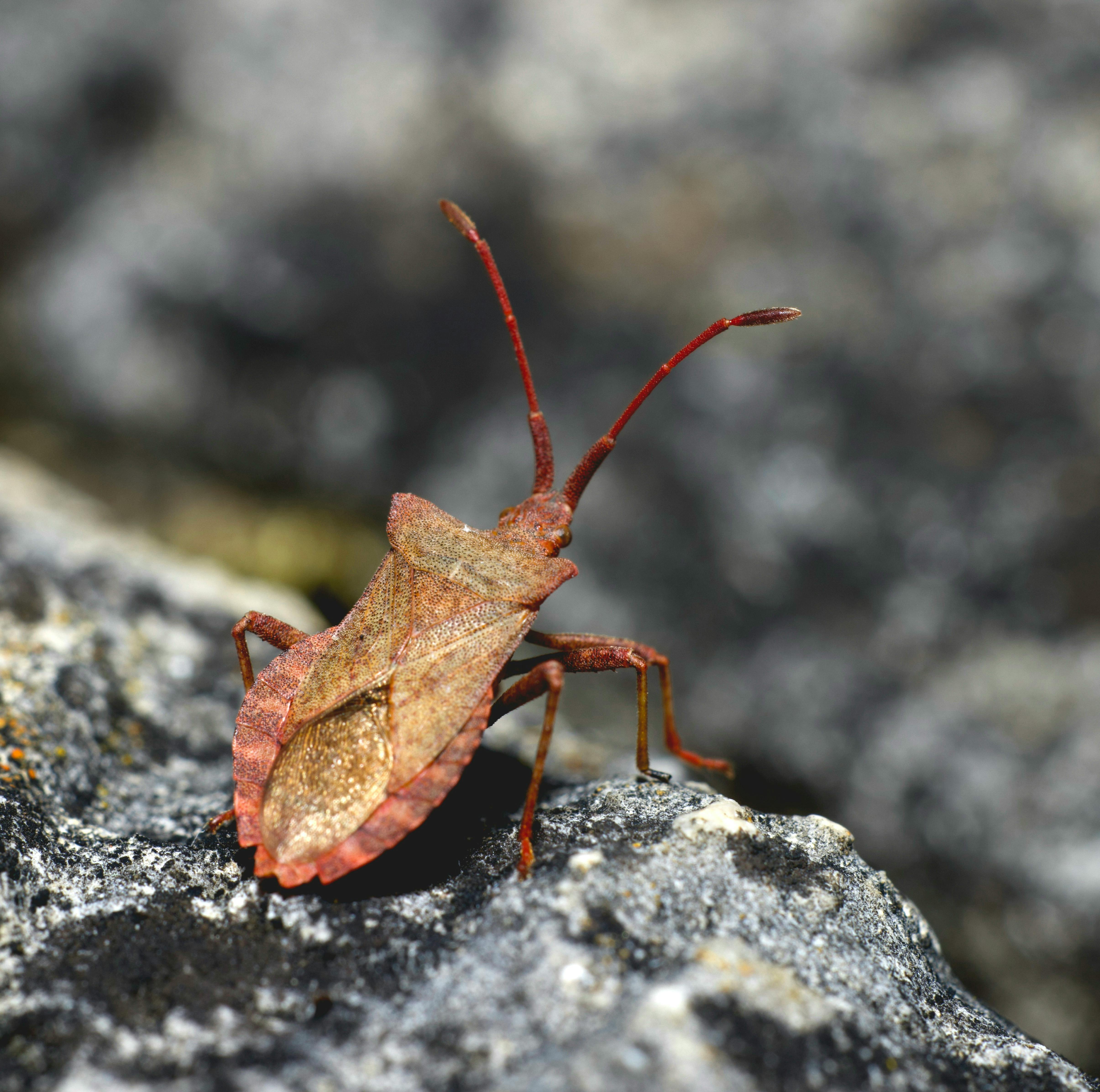 Close up of Bug on Stone · Free Stock Photo