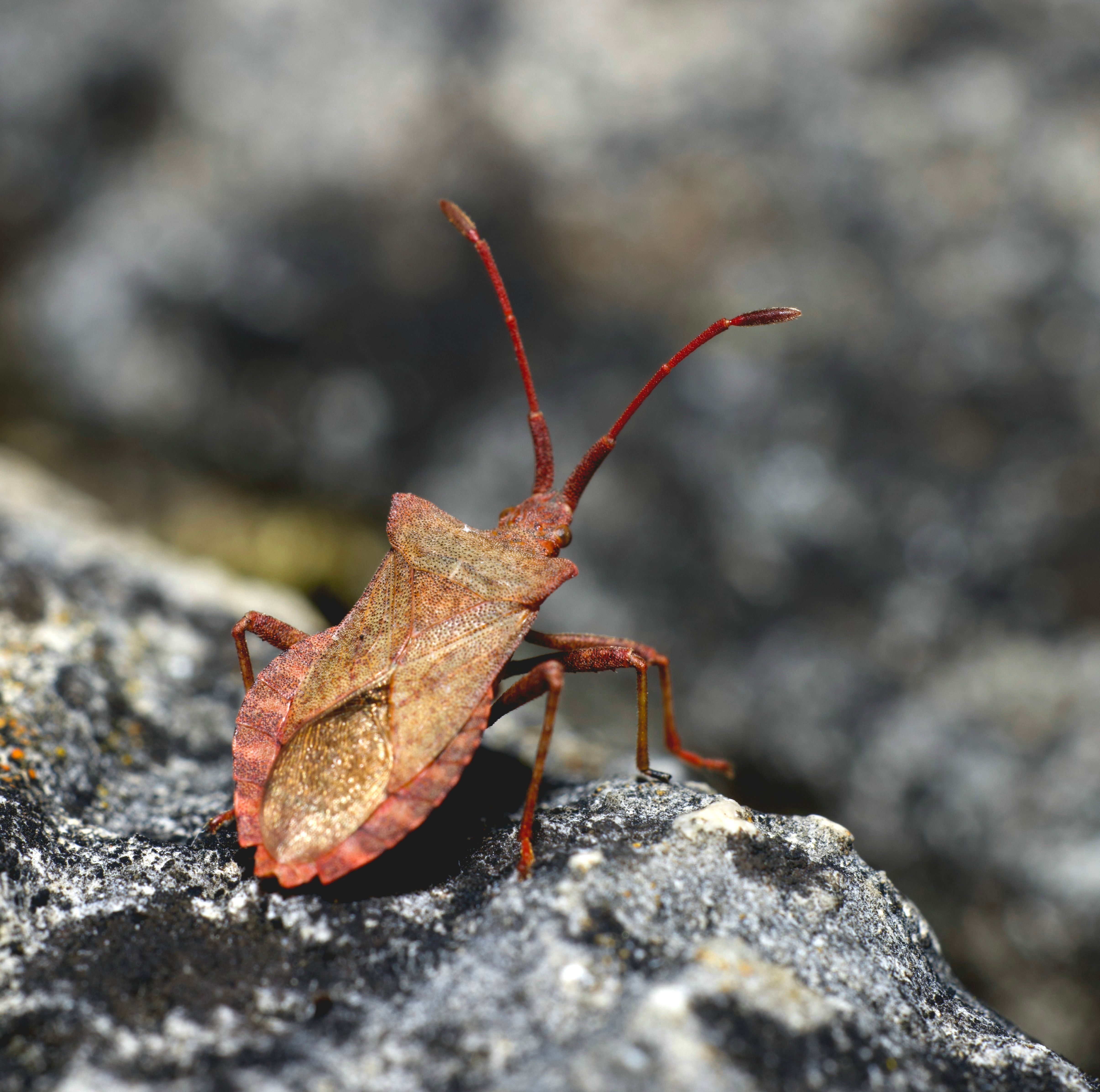 Close up of Bug on Stone · Free Stock Photo