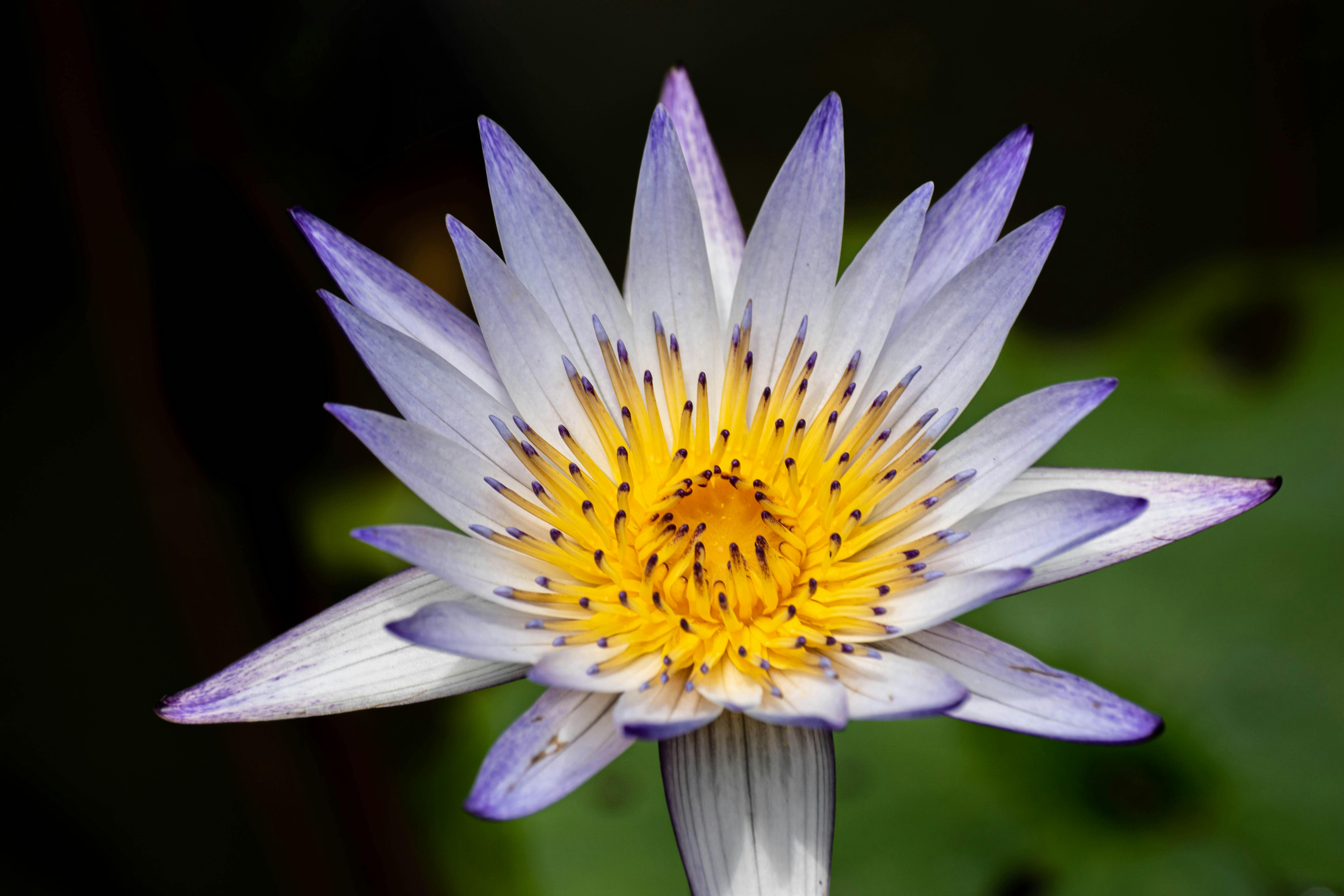 Blue Lotus Flower Free Images | Best Flower Site