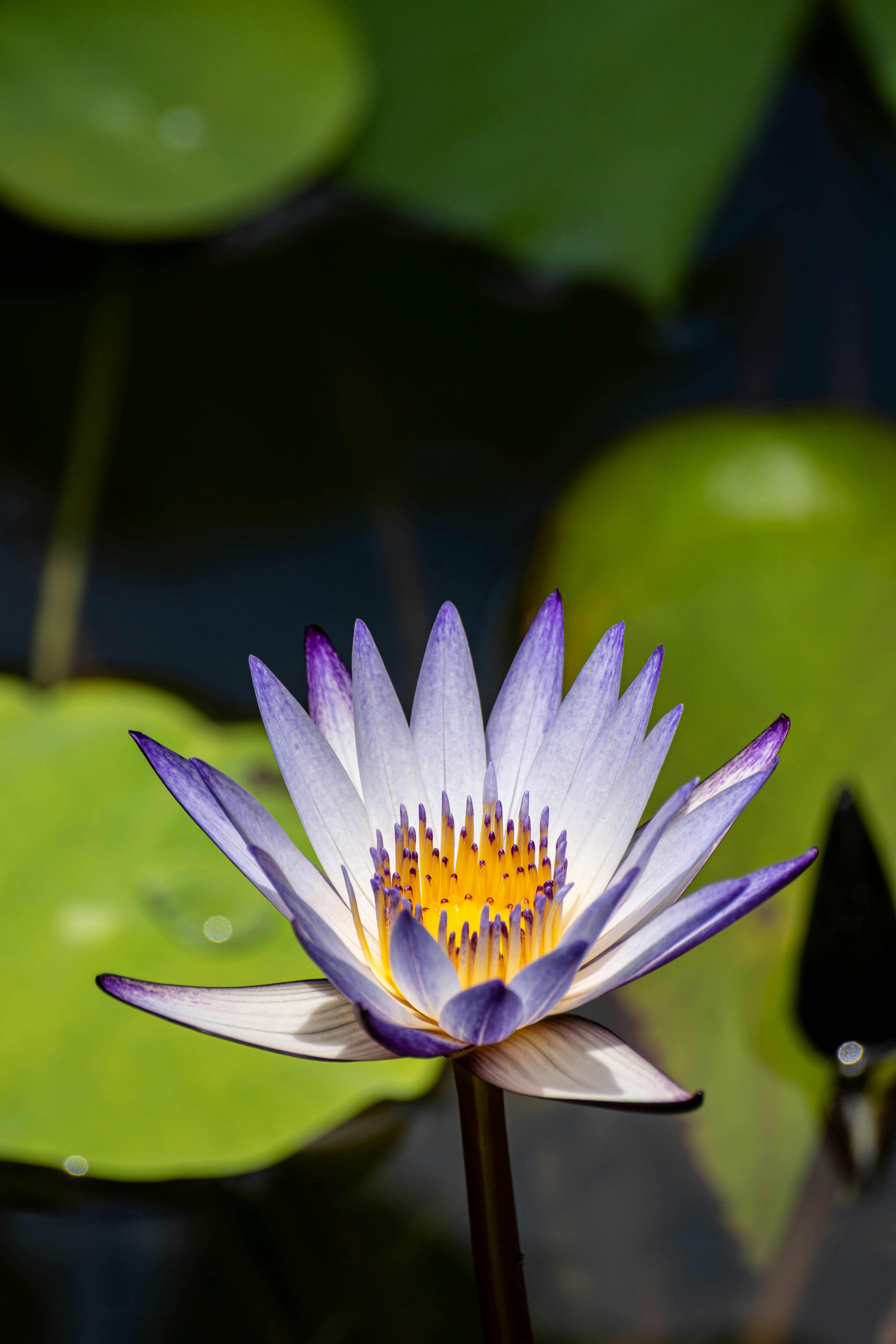 Flower of Lotus · Free Stock Photo