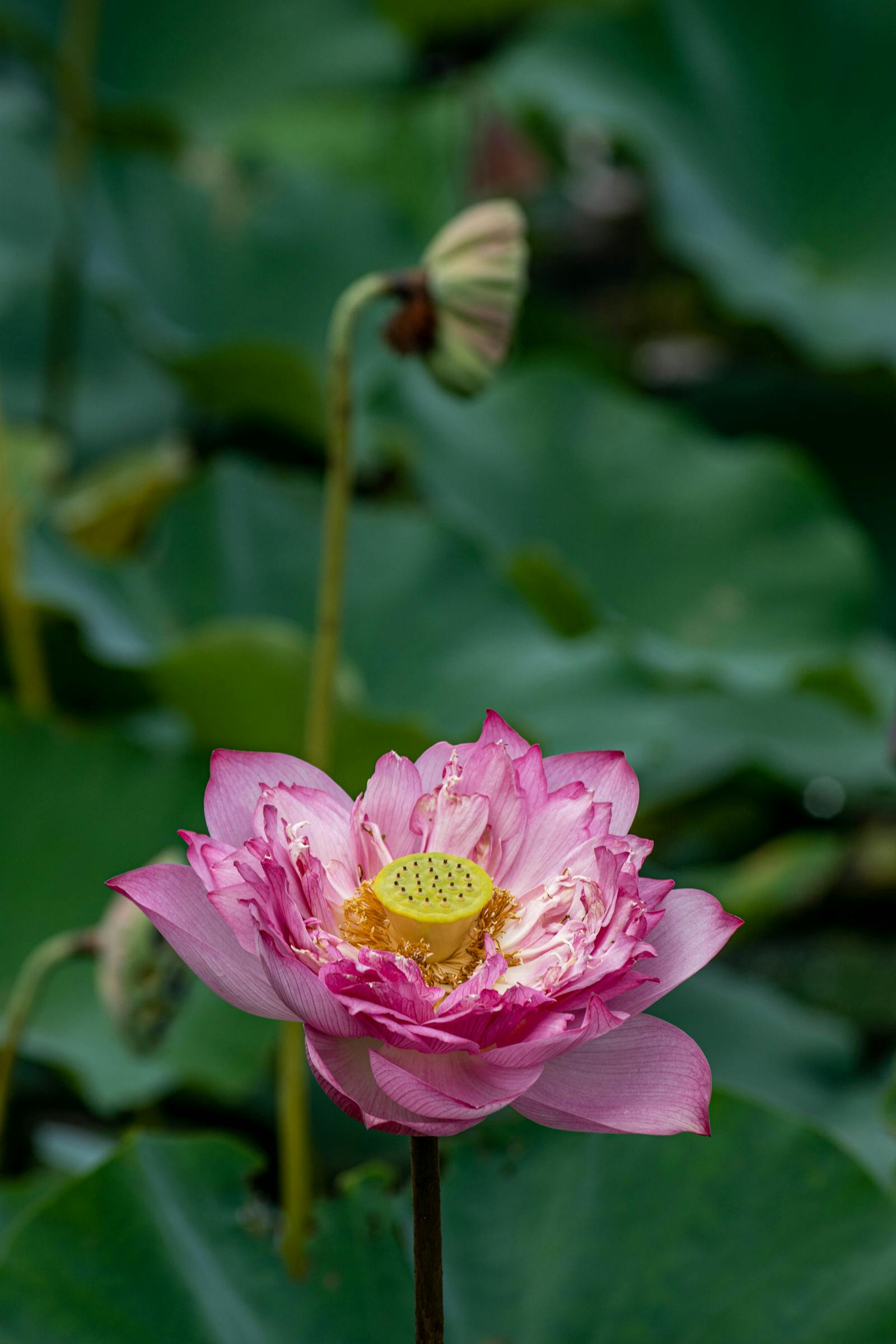 Lotus Screen Saver Photos, Download The BEST Free Lotus Screen Saver ...