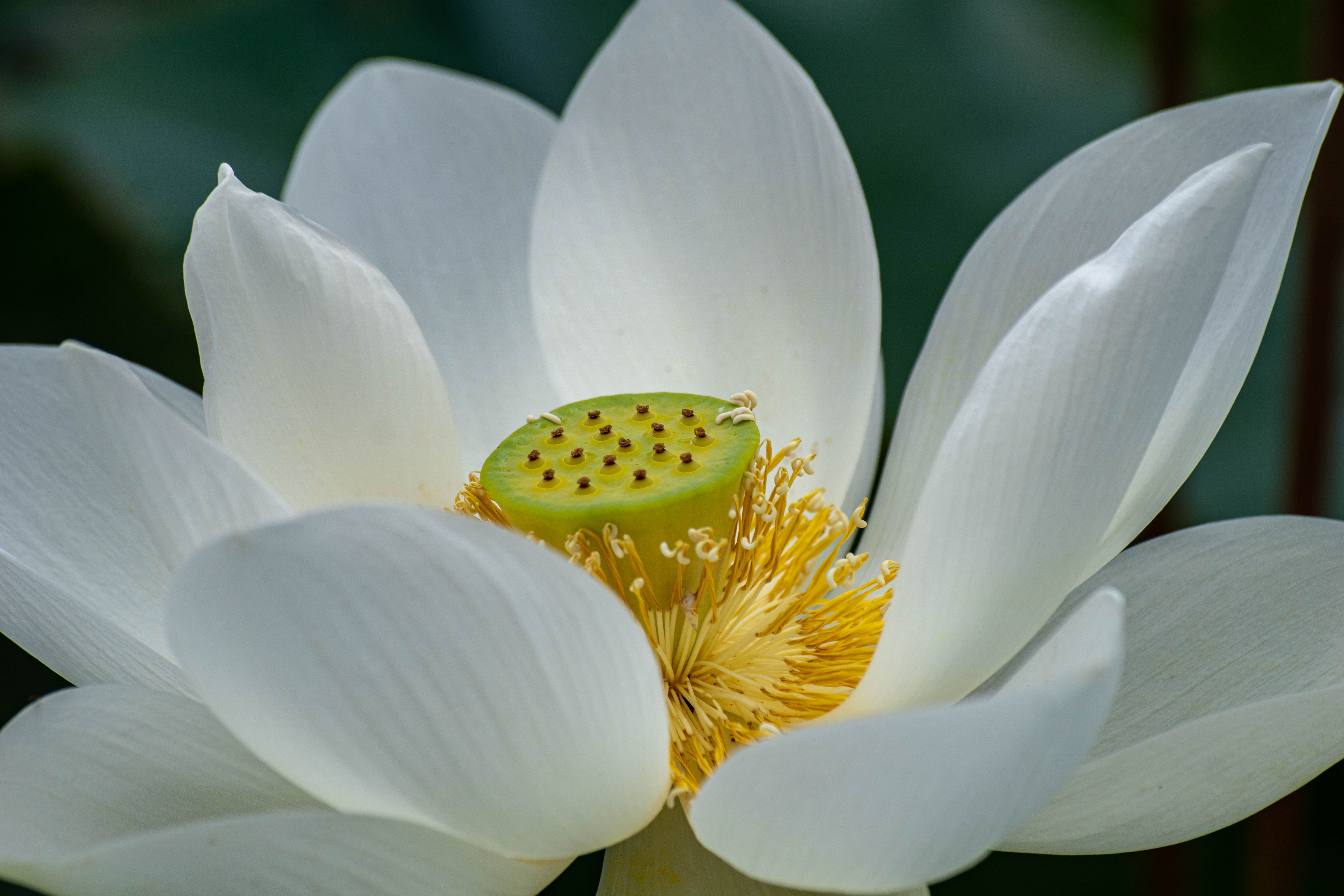 Close up of White Lotus · Free Stock Photo