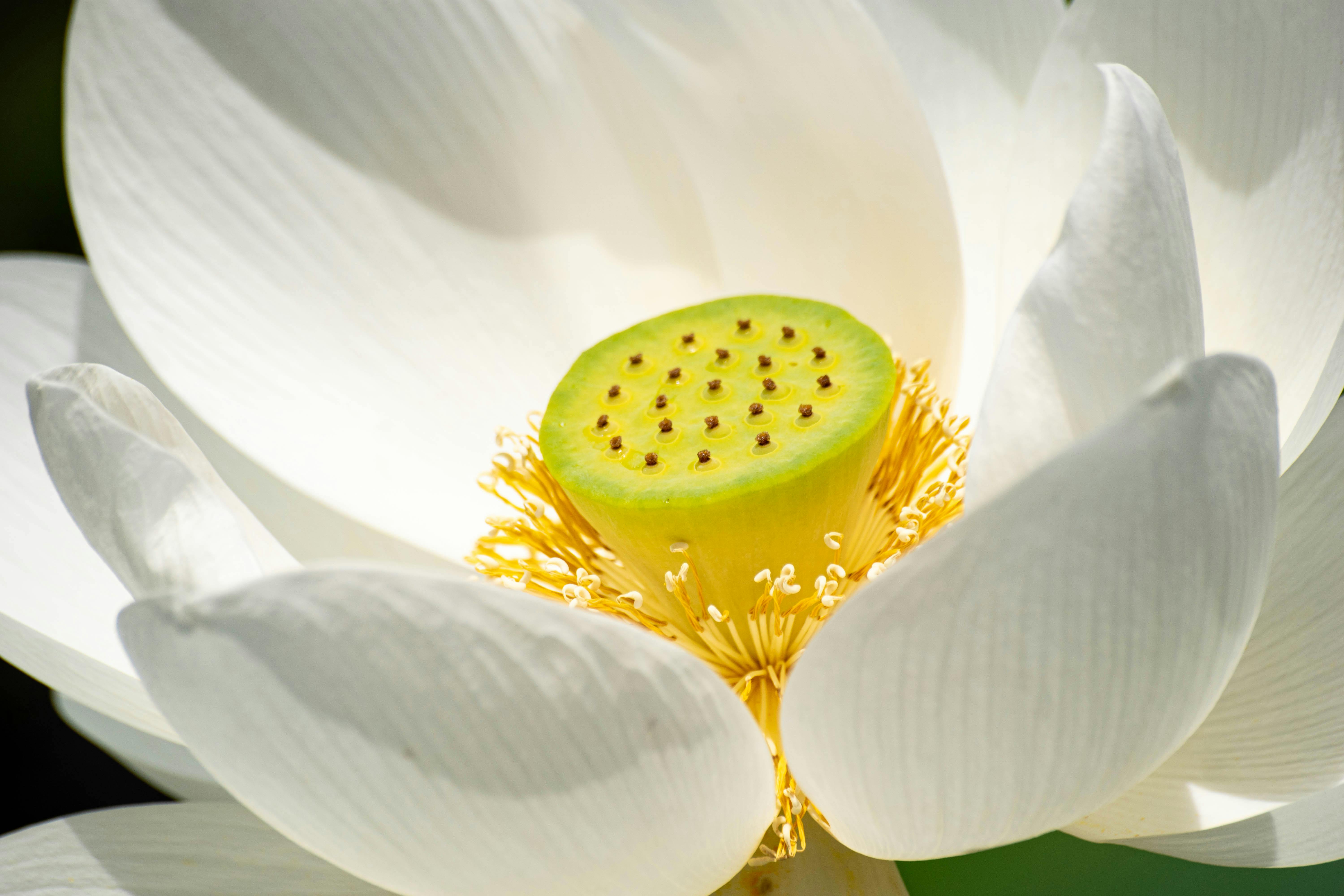Stamens and Petals of White Lotus · Free Stock Photo