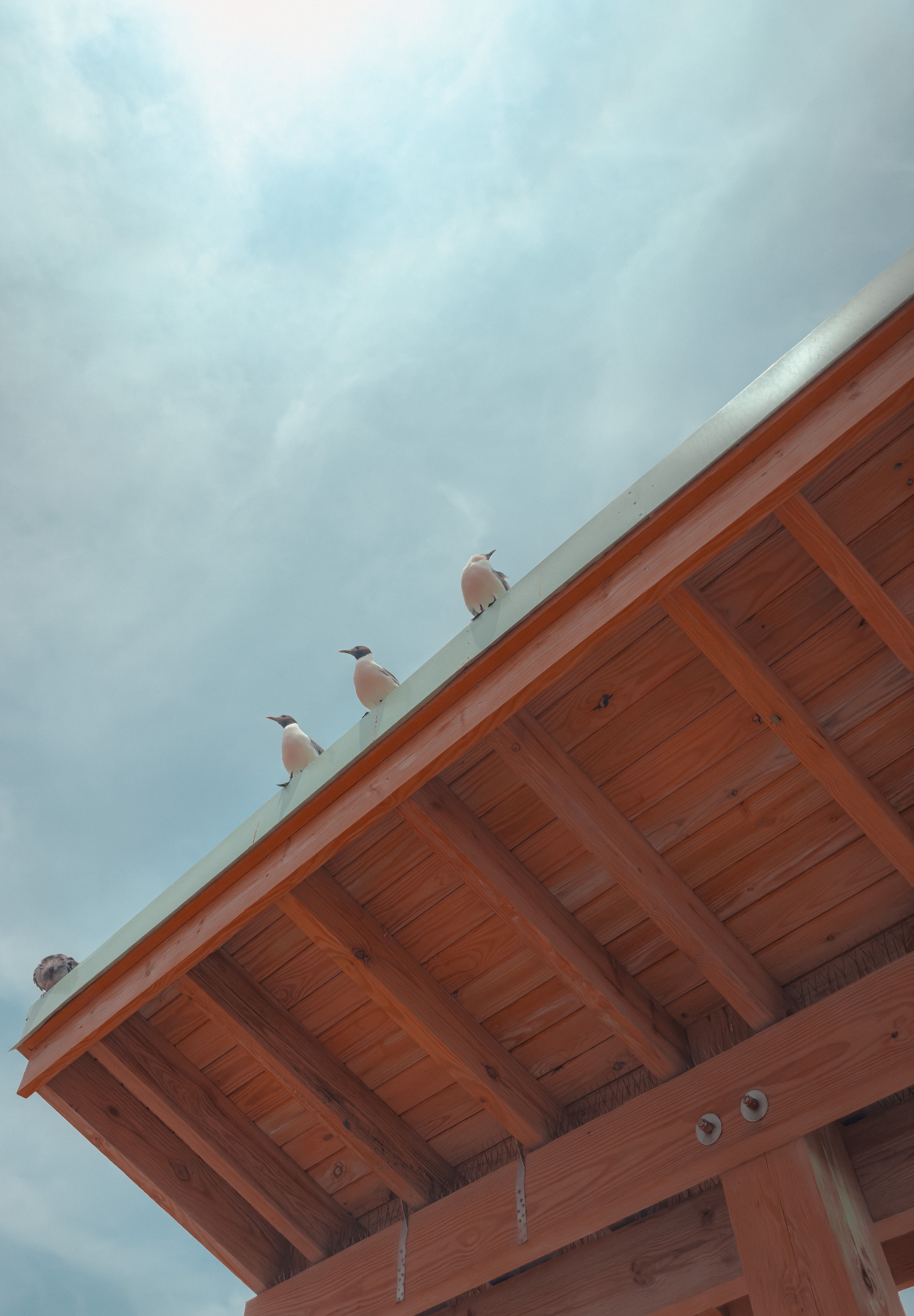 Birds Perching on Building Roof · Free Stock Photo