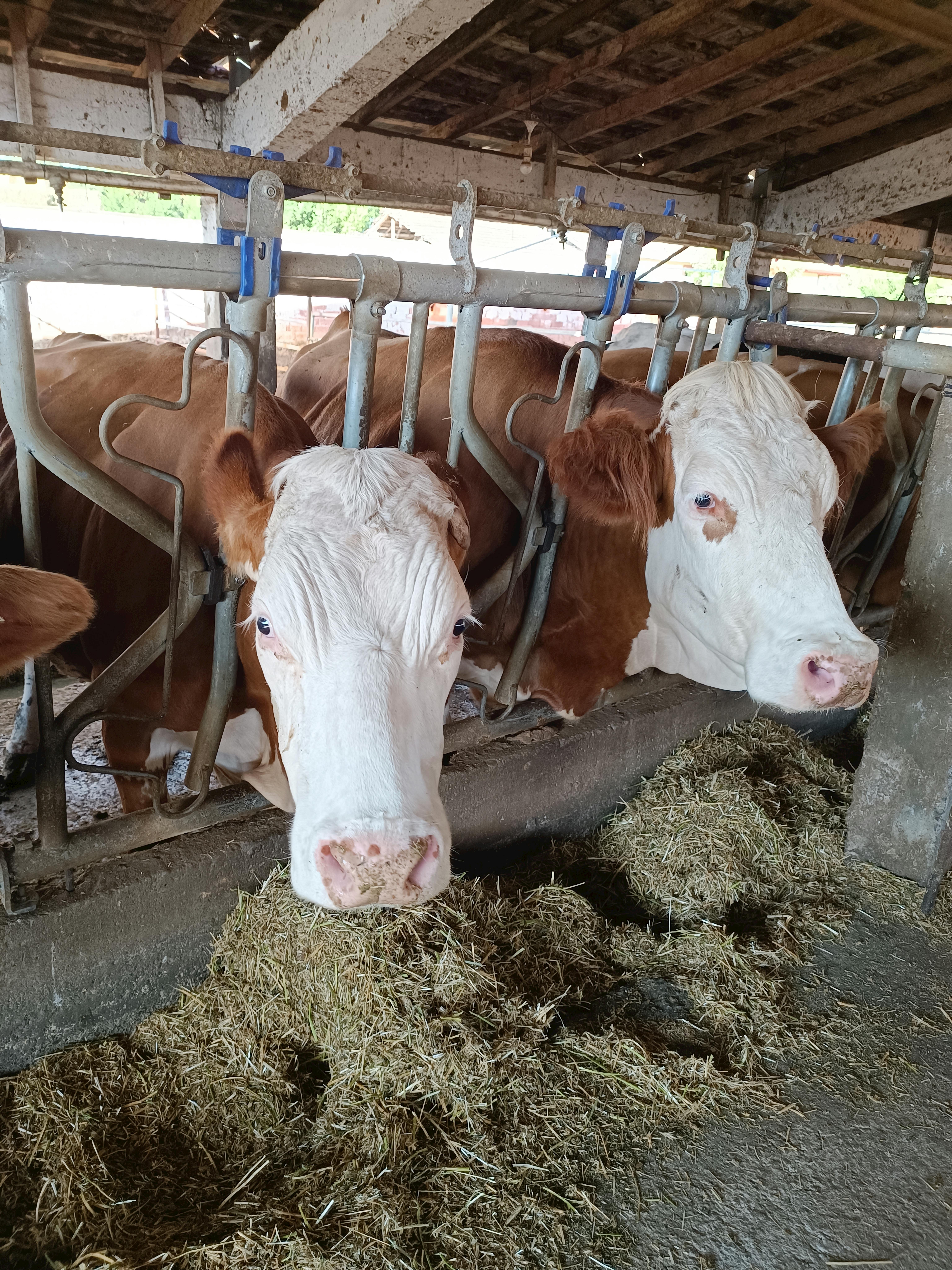 Cows in Barn · Free Stock Photo