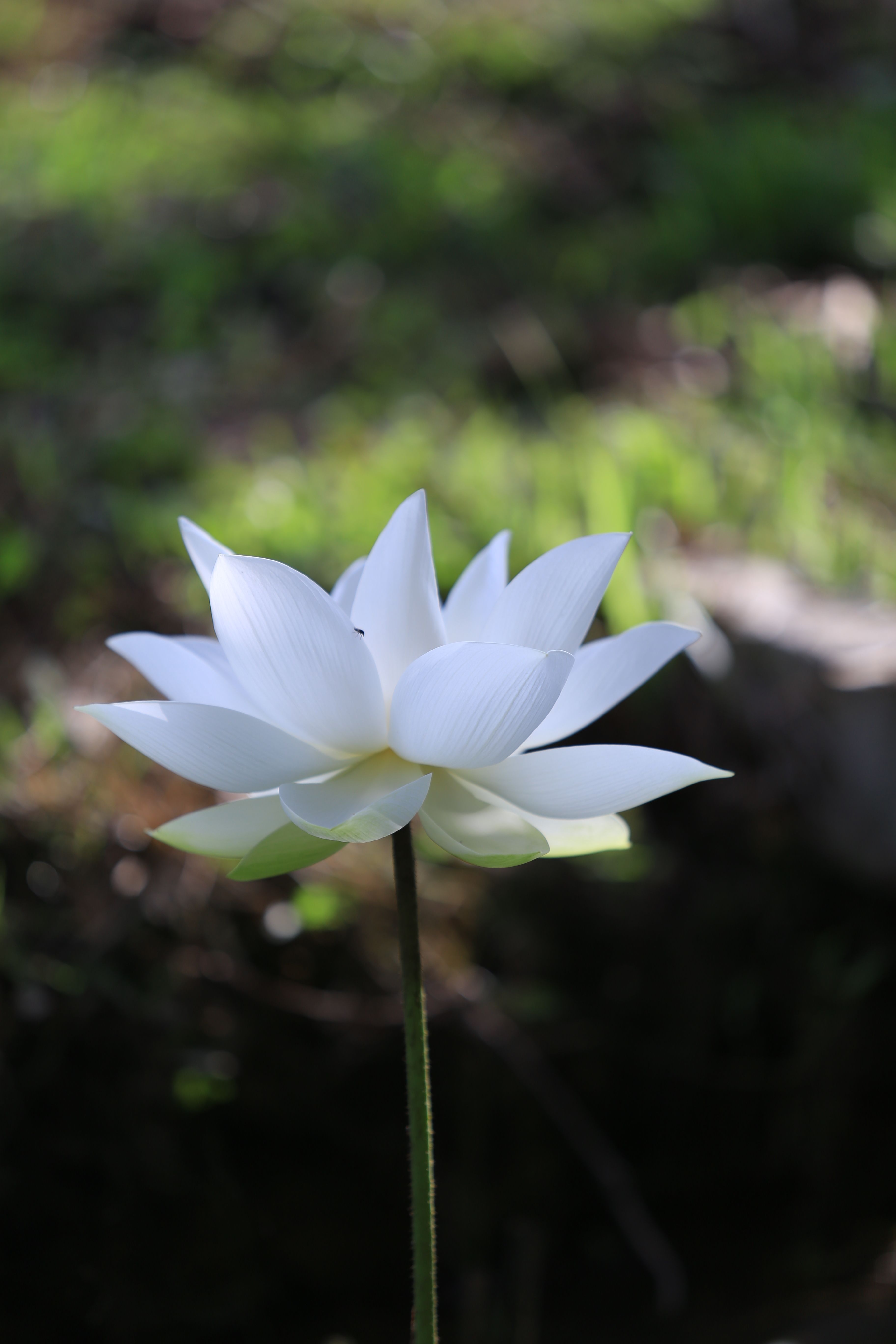 Lone Blooming Lotus · Free Stock Photo