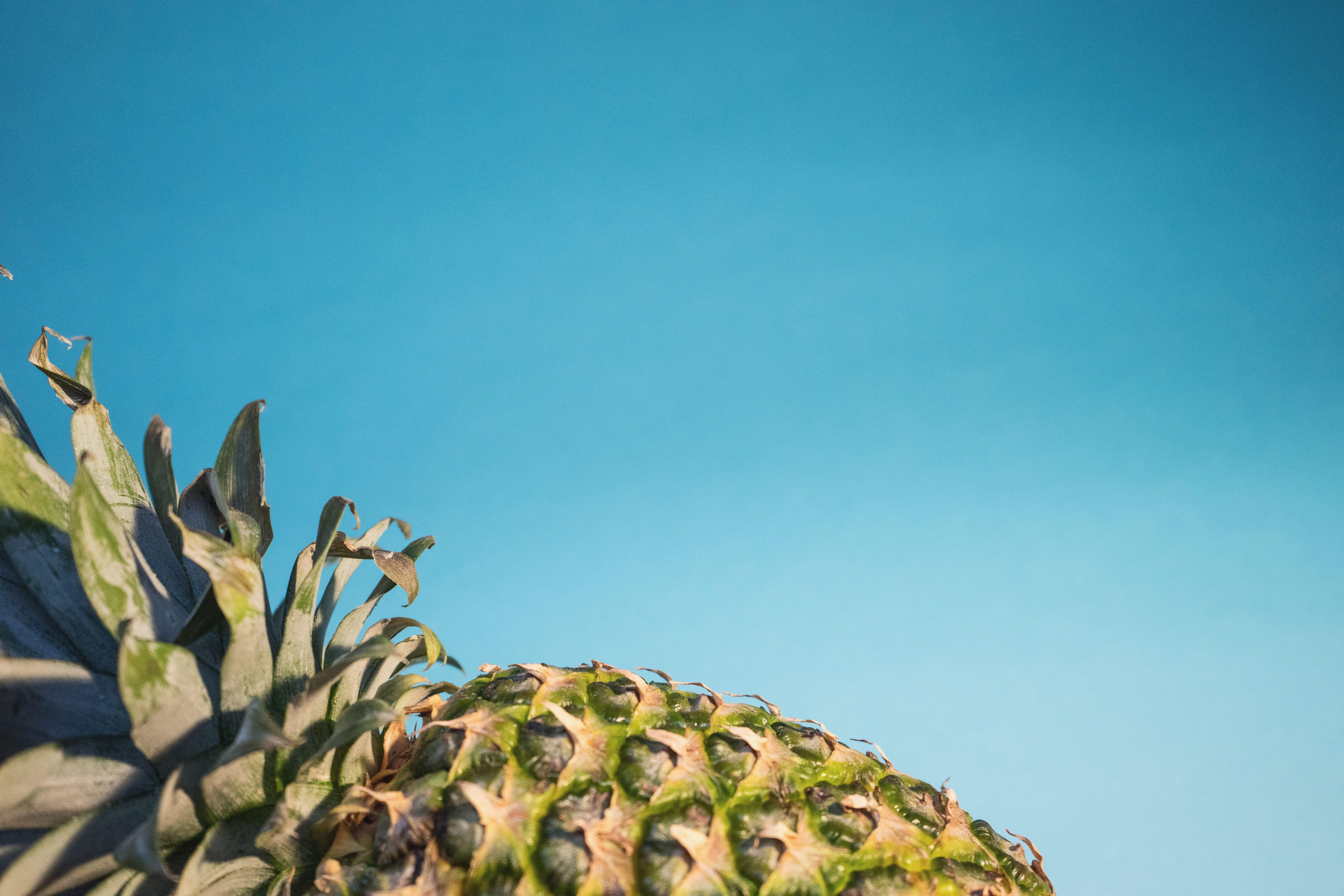 Focus Photography of Pineapple Fruit · Free Stock Photo