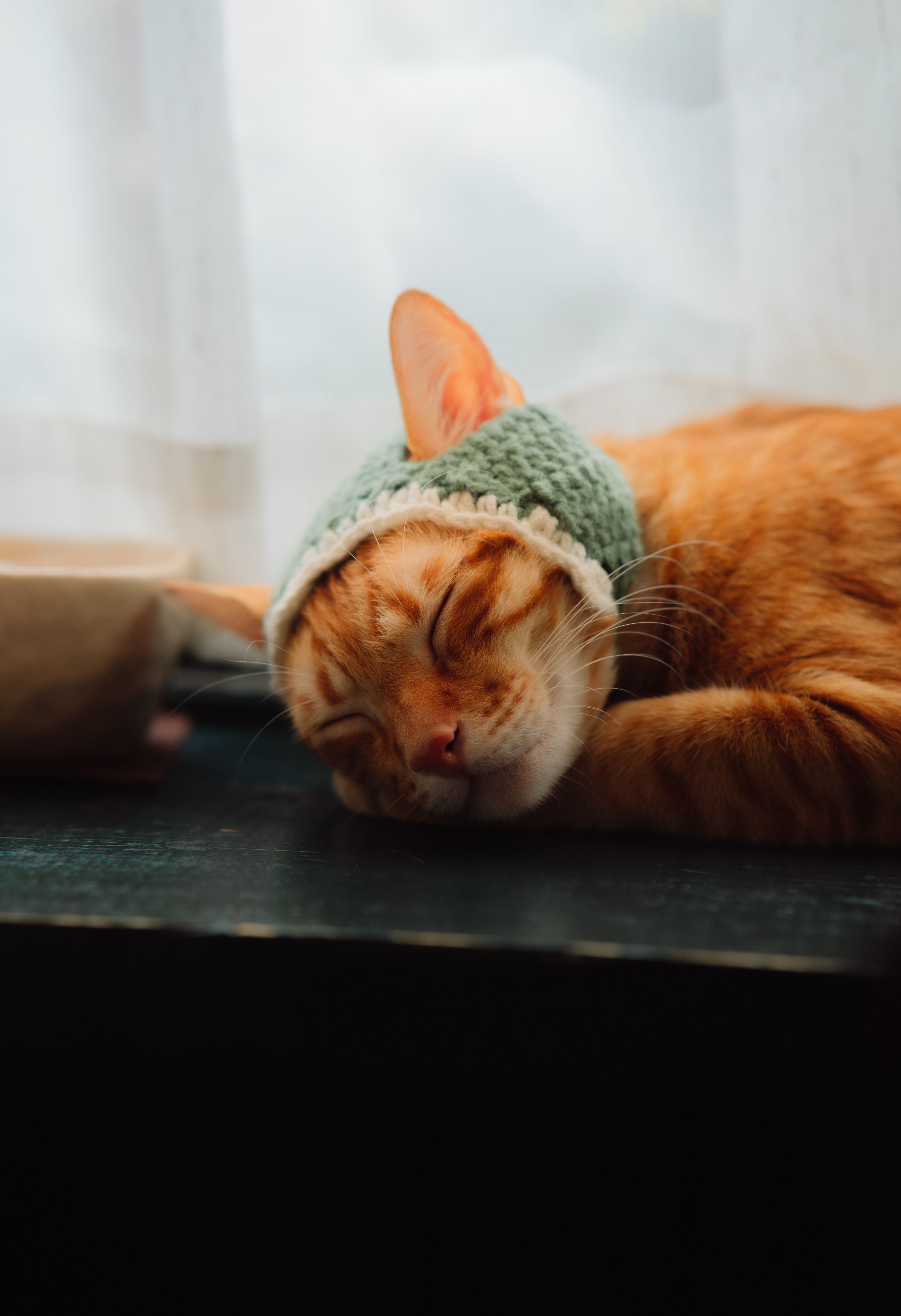 A Sleeping Cat Wearing a Knitted Hat · Free Stock Photo