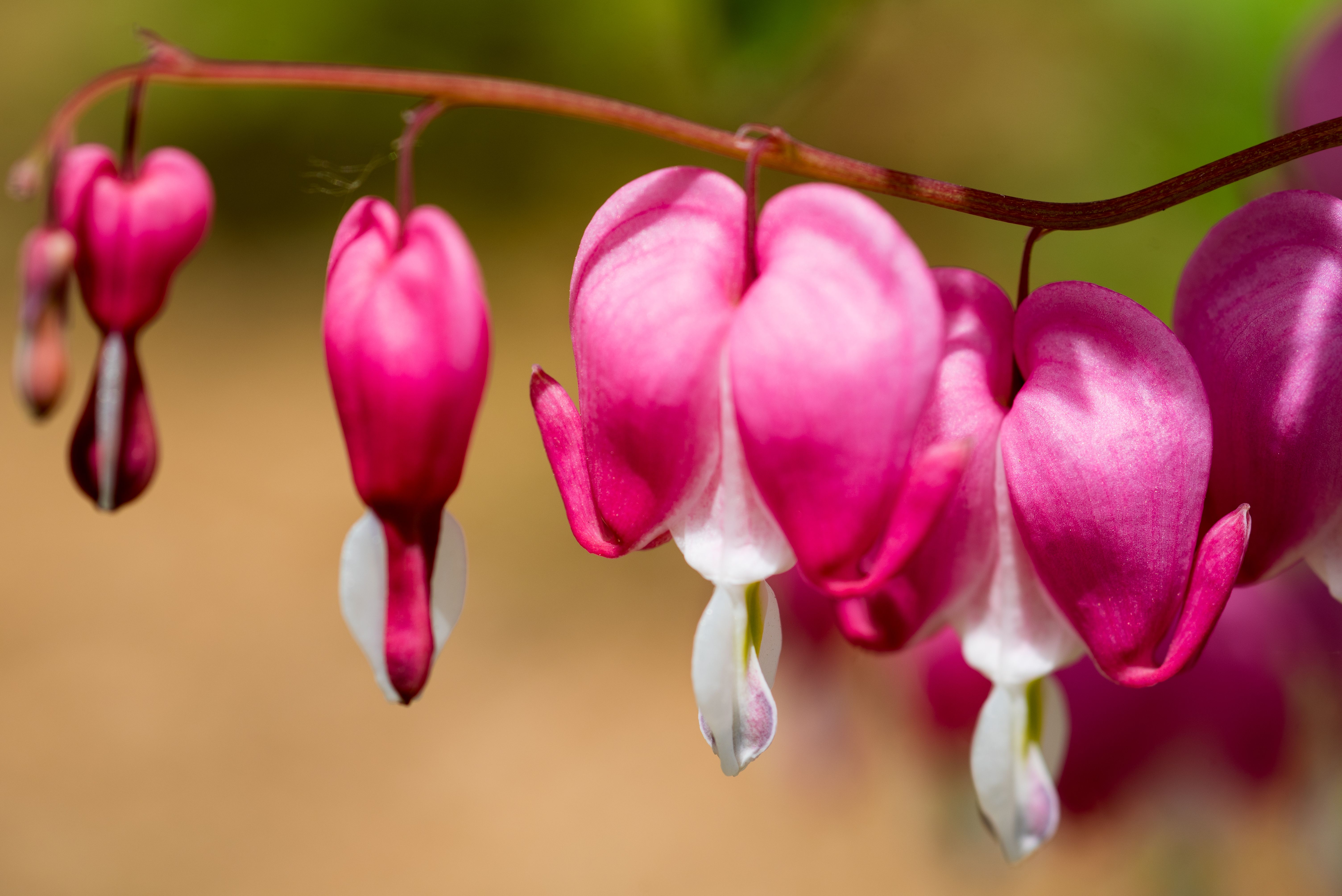 Close up of Blossom · Free Stock Photo