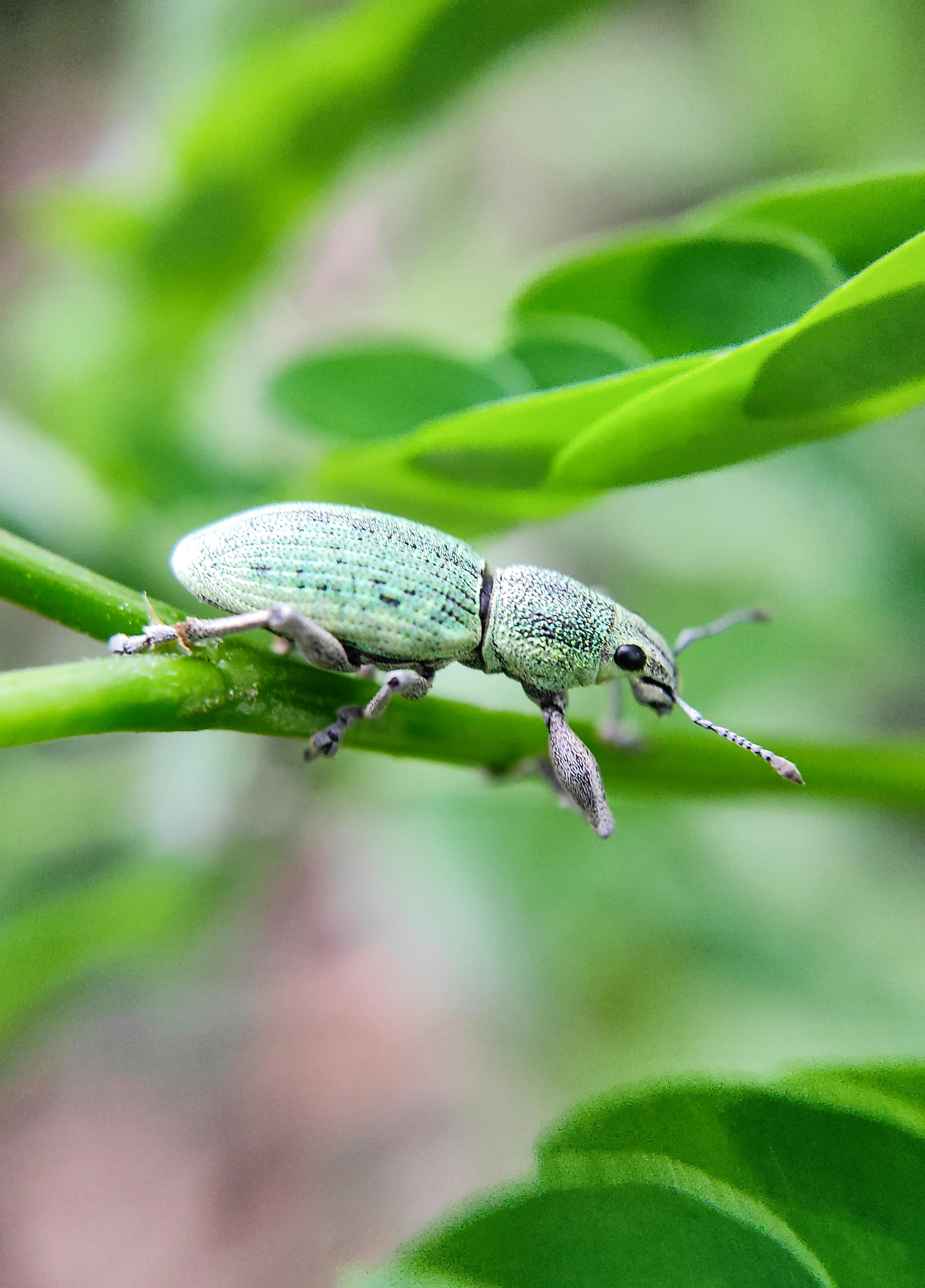 Close up of a Weevil · Free Stock Photo