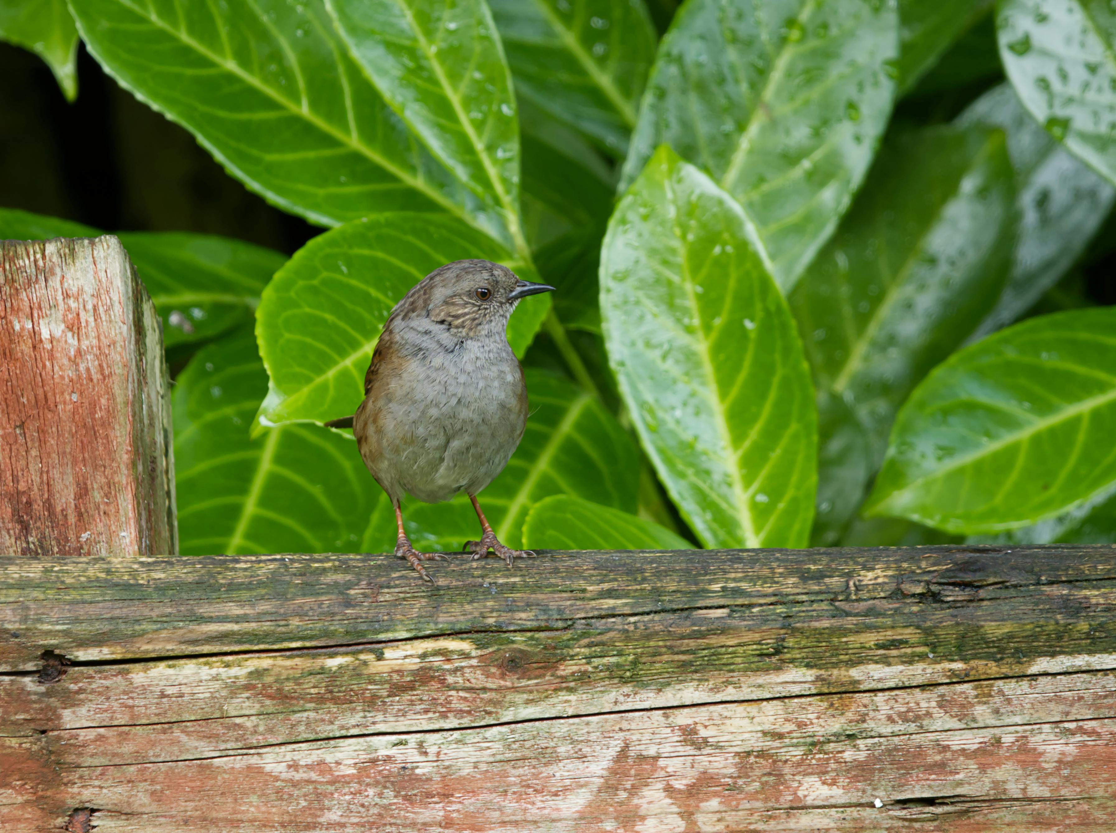Dunnock Photos, Download The BEST Free Dunnock Stock Photos & HD Images