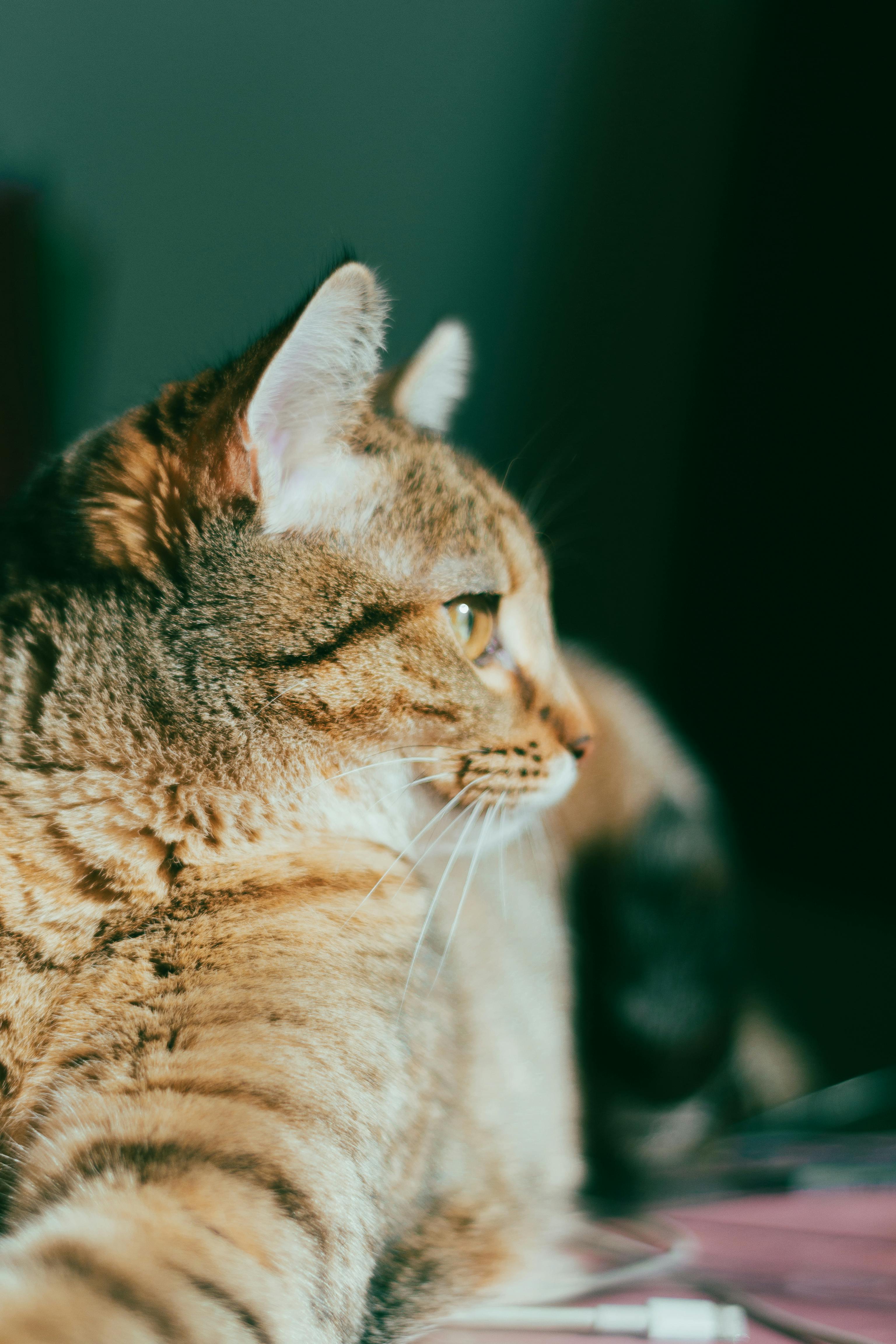 Cat Wallpaper Lock Screen Photos, Download The BEST Free Cat Wallpaper ...