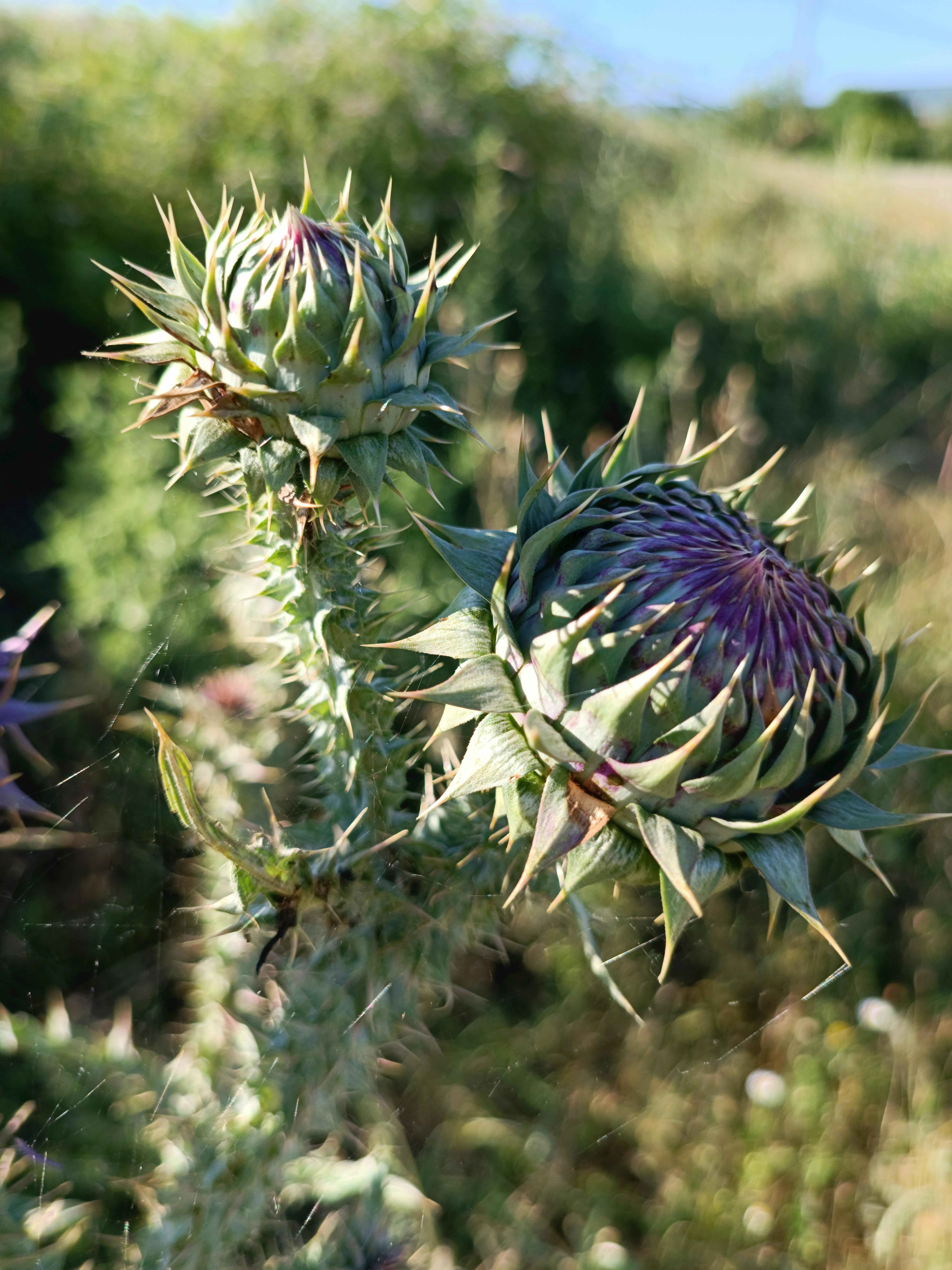 Close up of Cardoon Flowers · Free Stock Photo