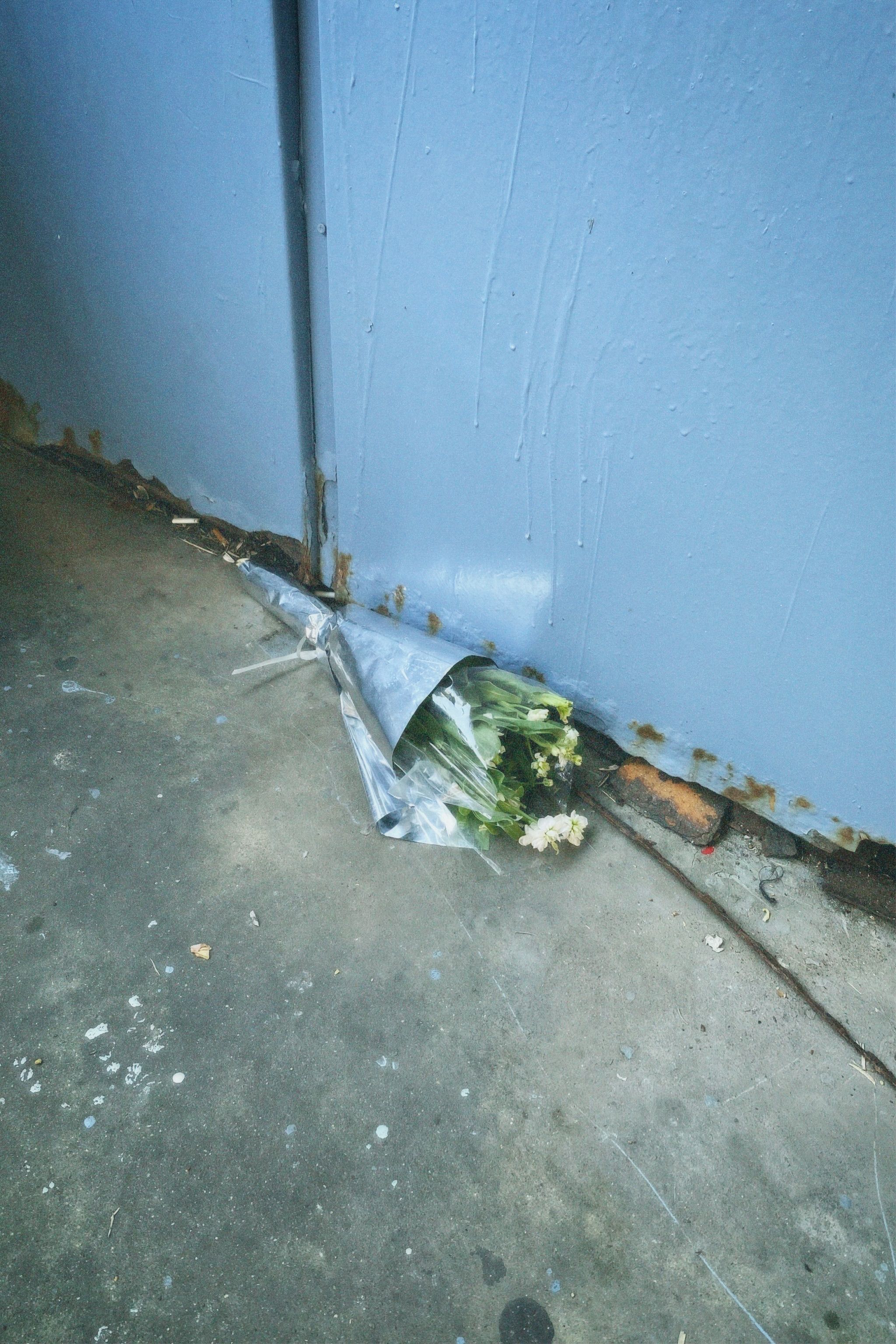 Discarded Flowers Photos, Download The BEST Free Discarded Flowers ...