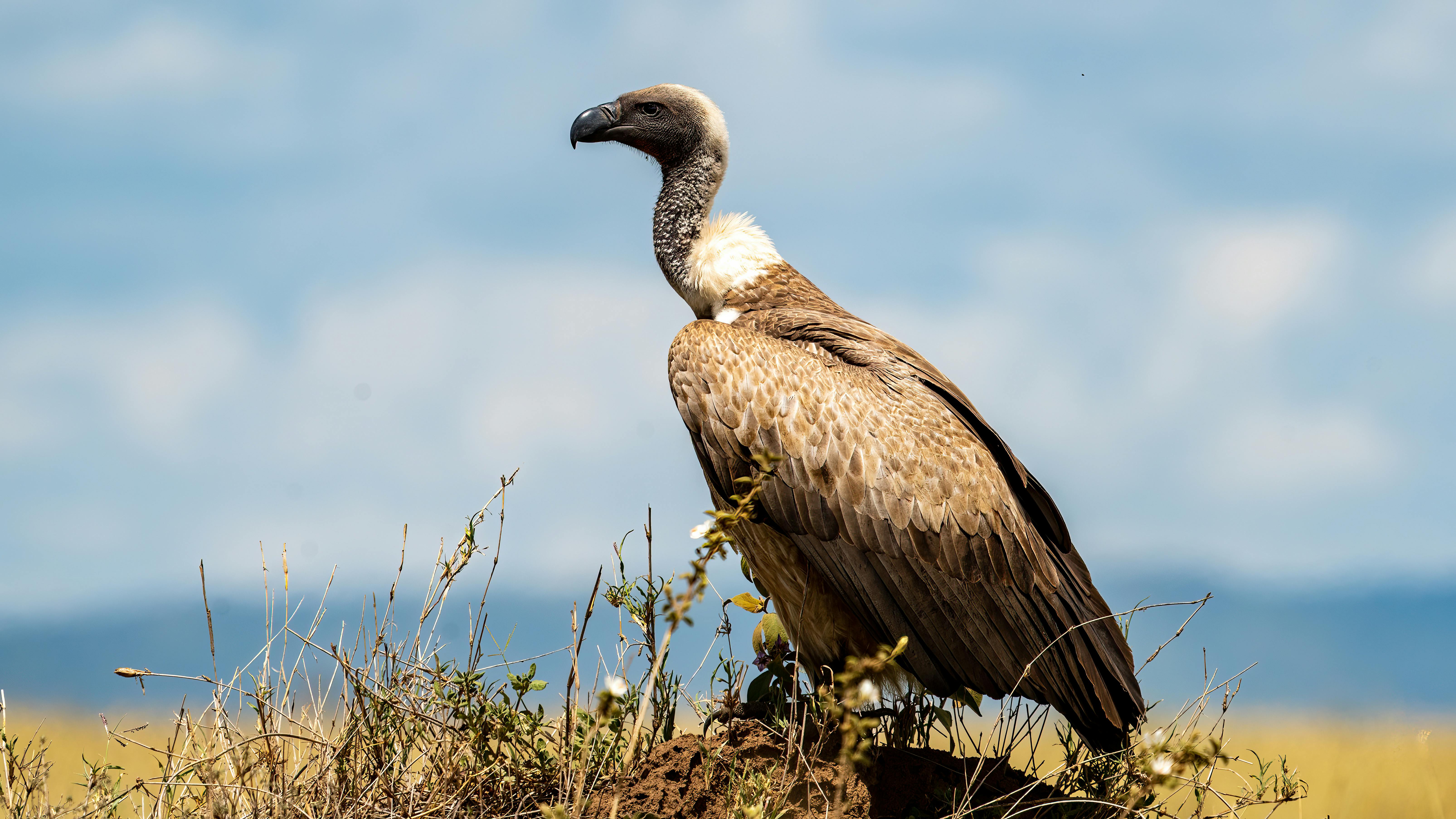 Close up of Vulture · Free Stock Photo