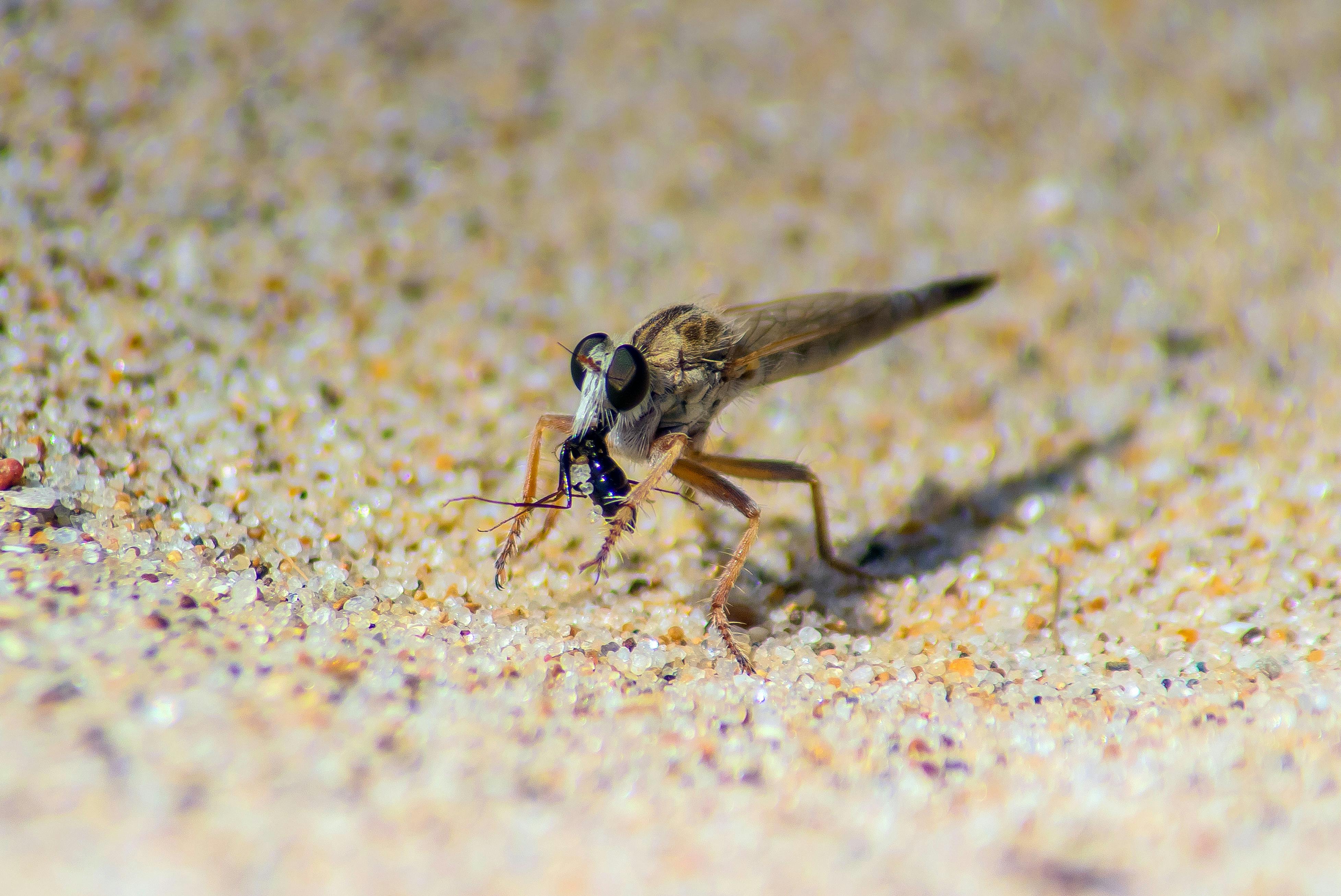 Bug Sand Photos, Download The BEST Free Bug Sand Stock Photos & HD Images