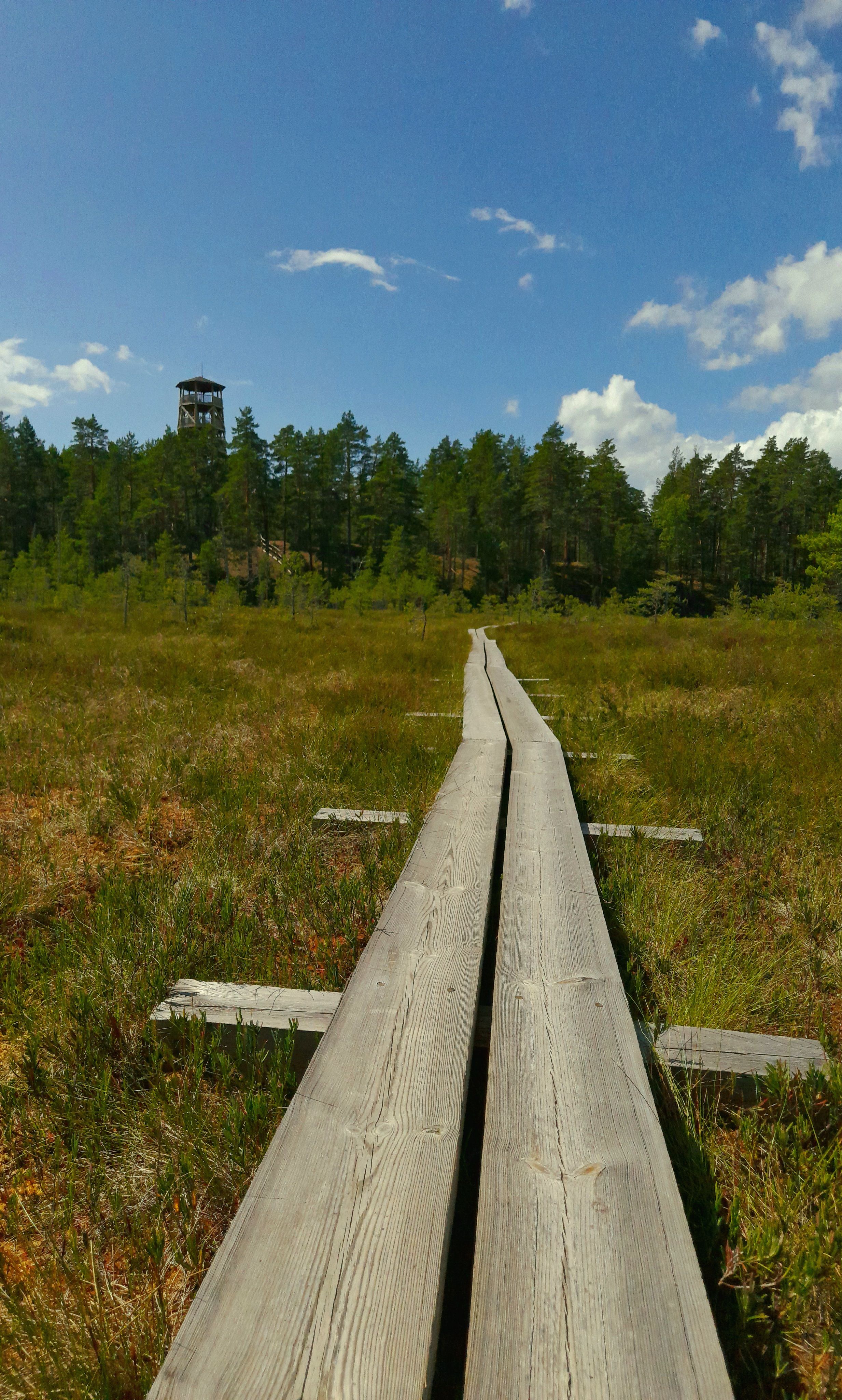Trail through Park in Summer · Free Stock Photo