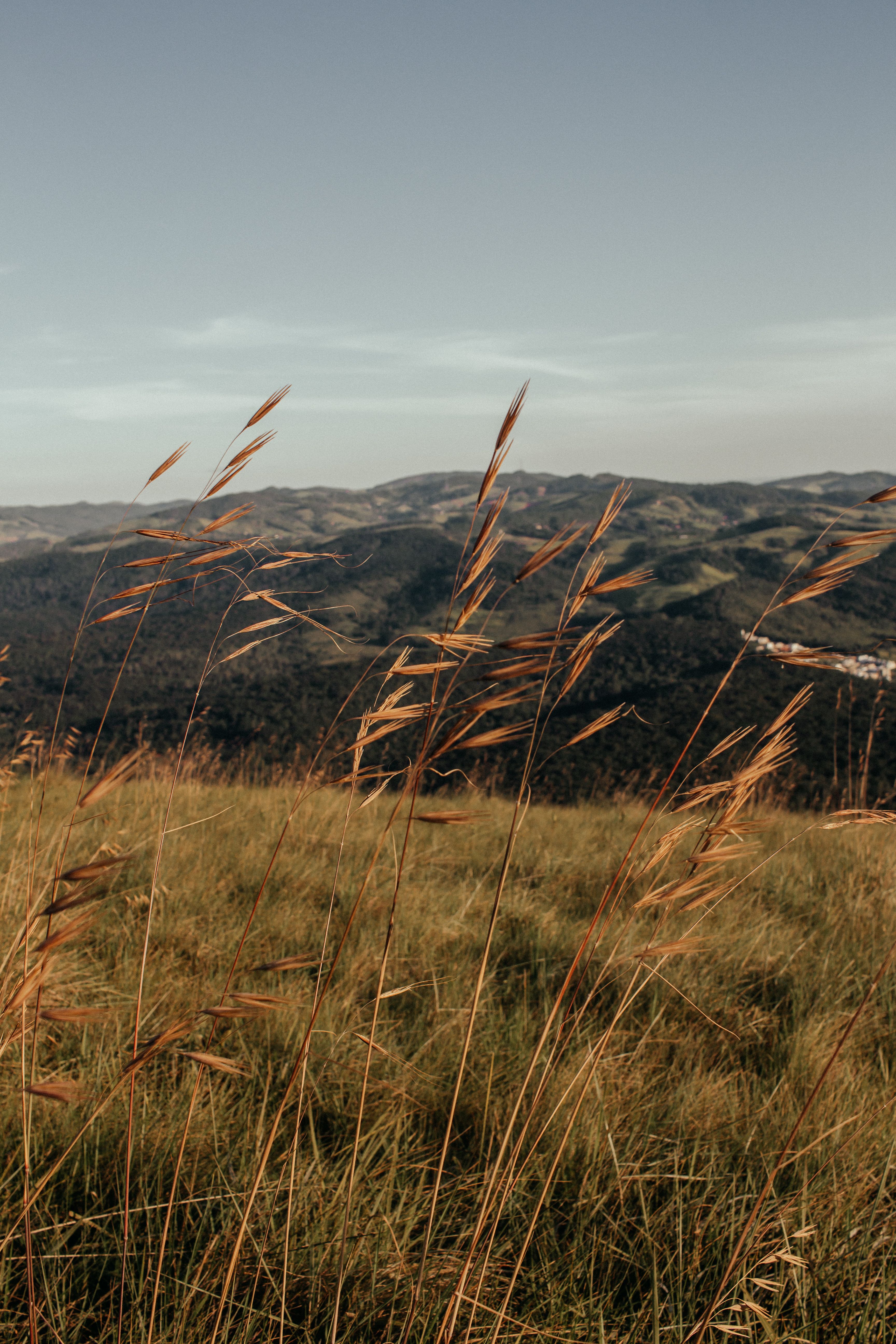 Green Grasses on Grassland · Free Stock Photo