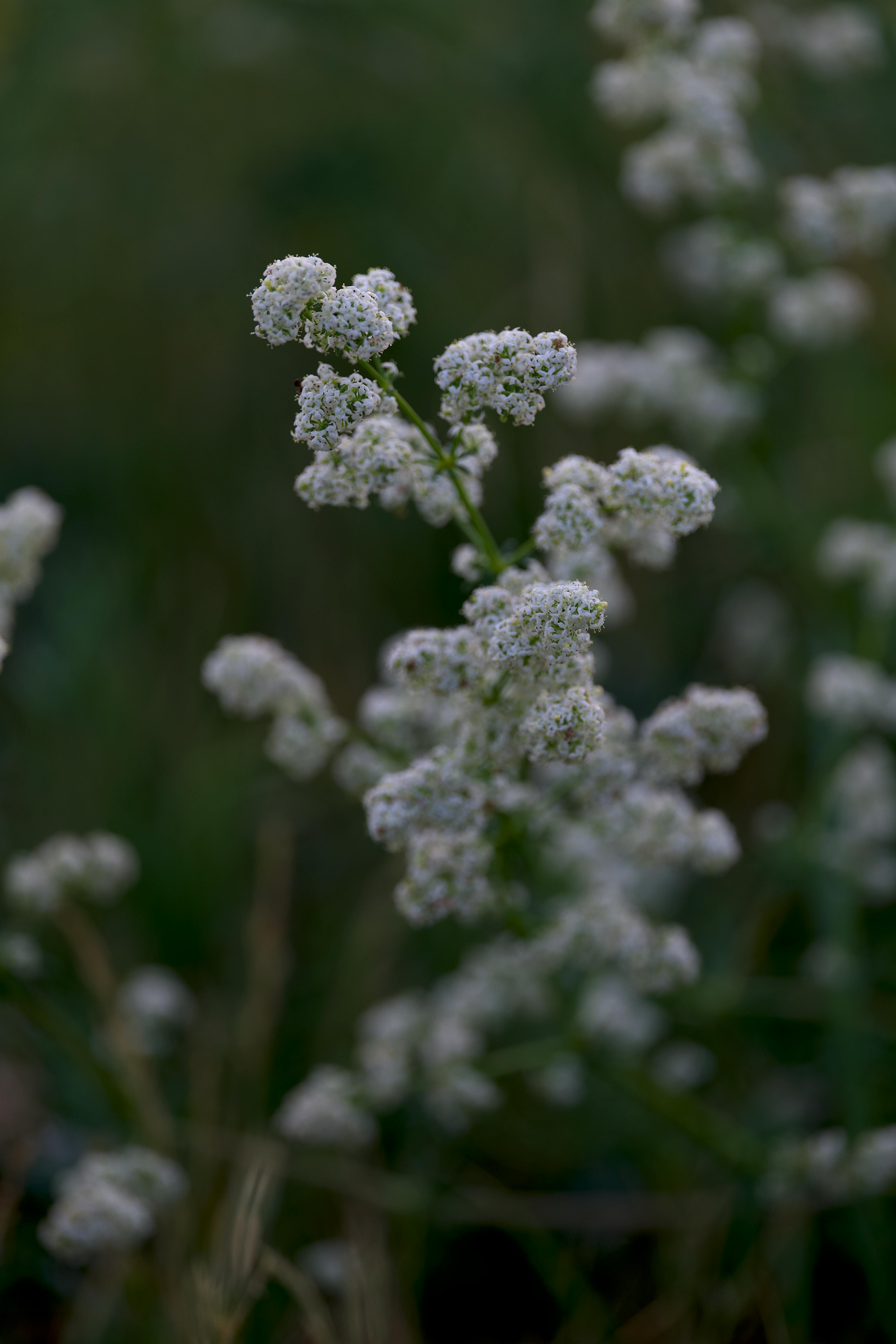 Flowers White Photos, Download The BEST Free Flowers White Stock Photos ...