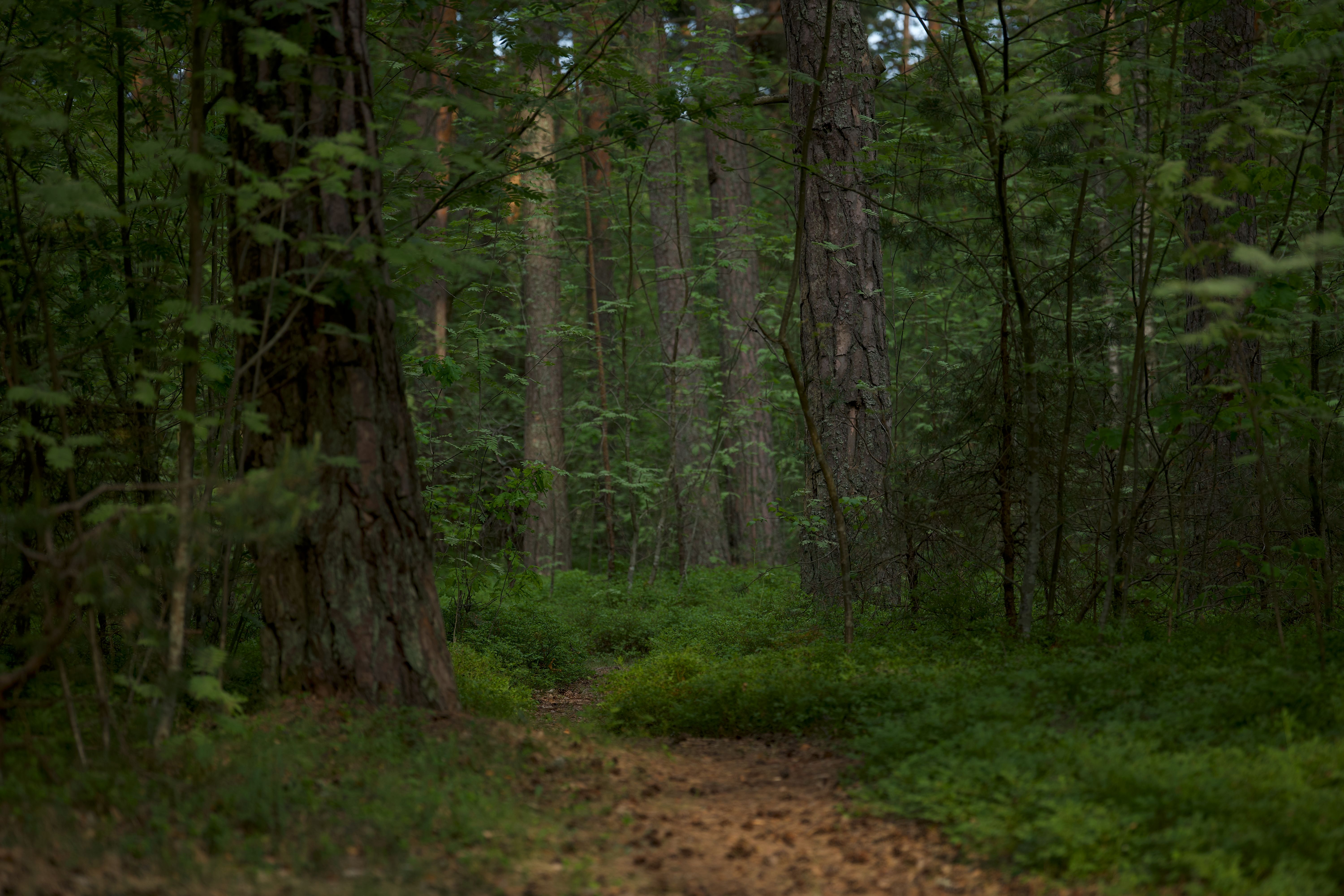 Summer Nature Photos, Download The BEST Free Summer Nature Stock Photos ...