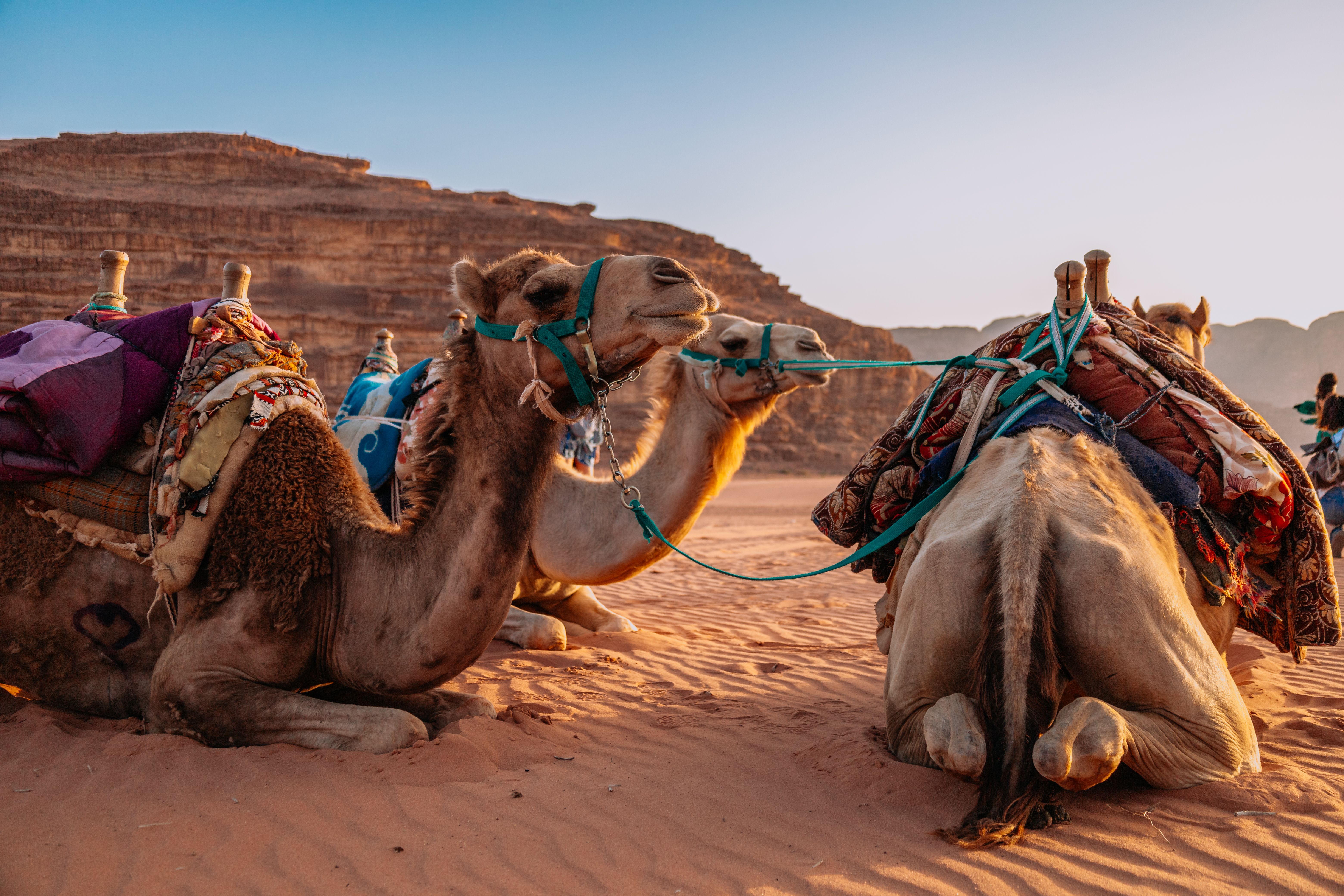 Camelos E Pôr Do Sol · Foto profissional gratuita