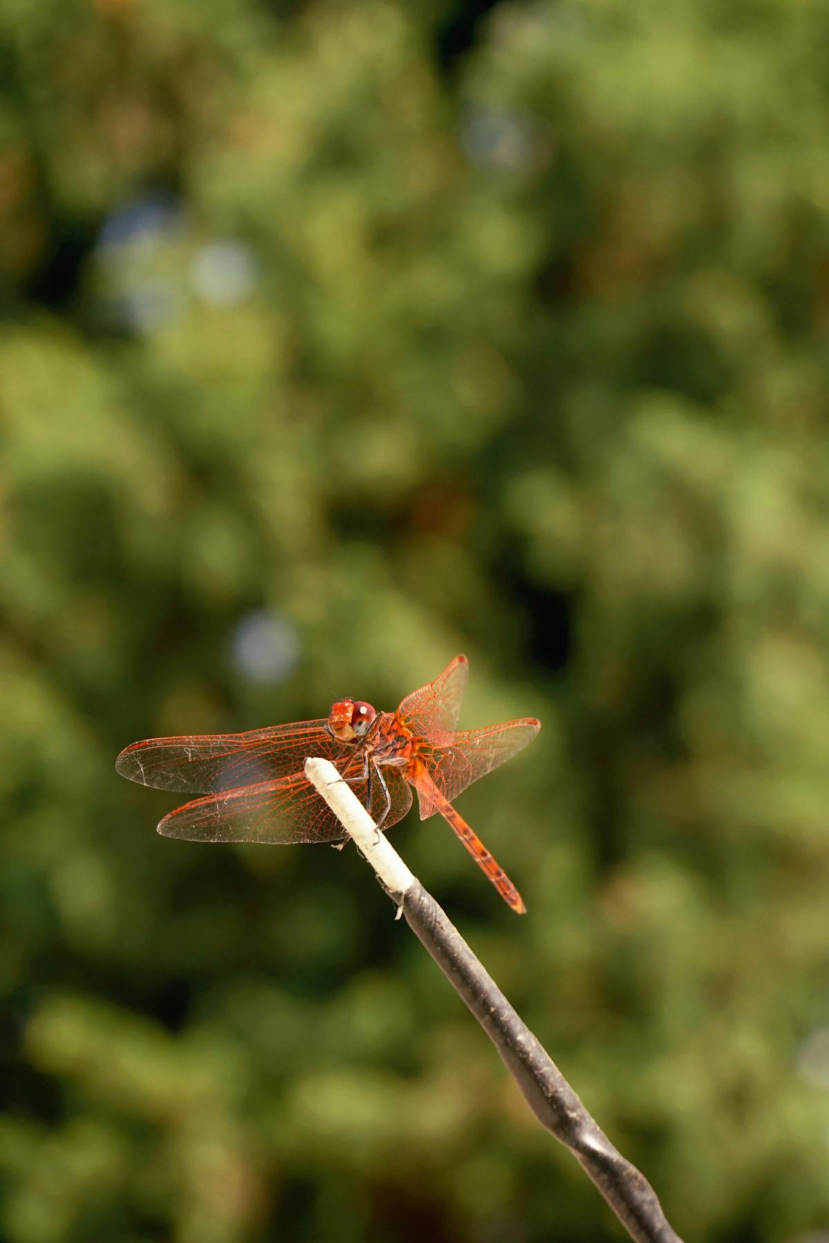 Dragonfly Photography Photos, Download The BEST Free Dragonfly ...
