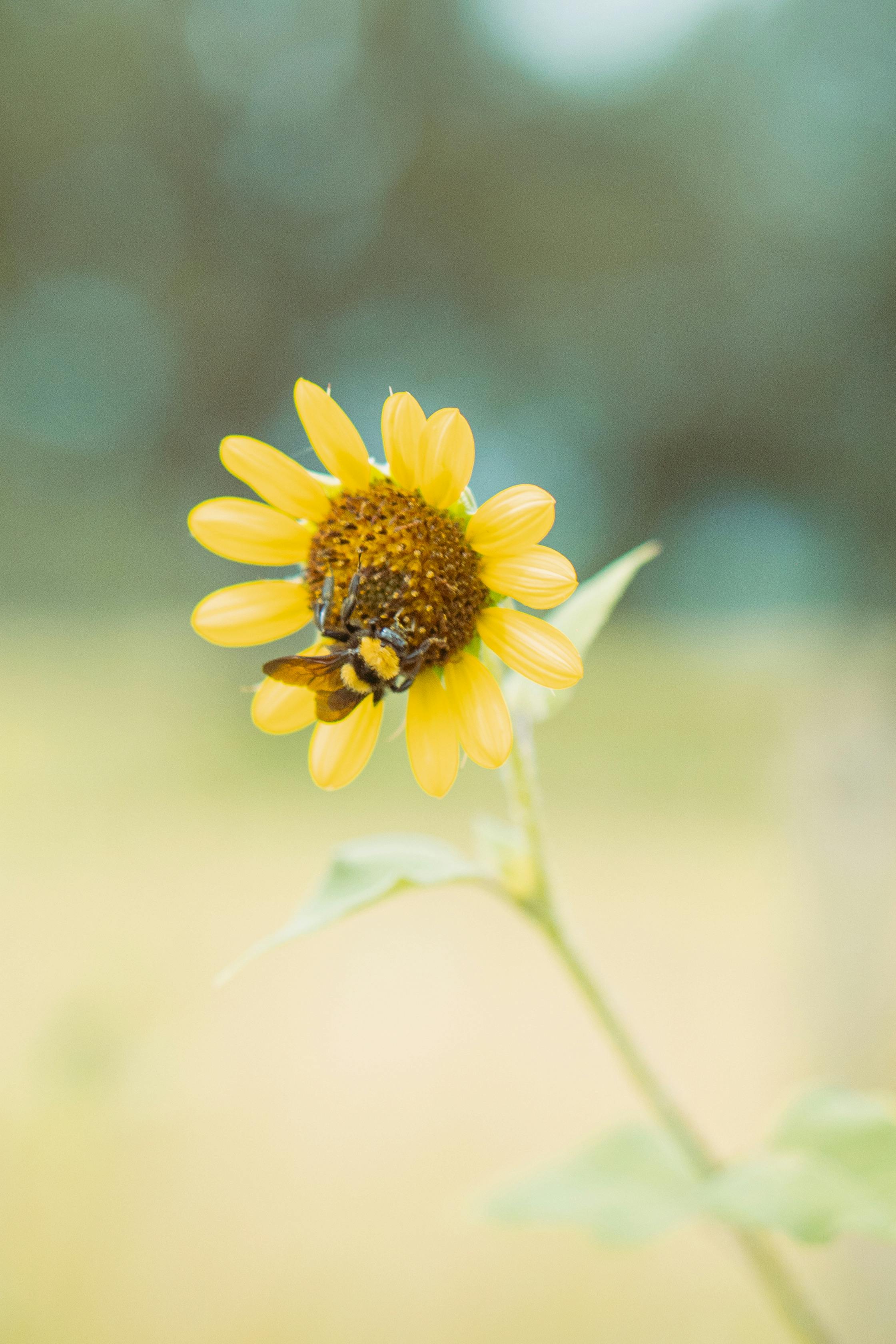 Bee Vertical Photos, Download The BEST Free Bee Vertical Stock Photos ...