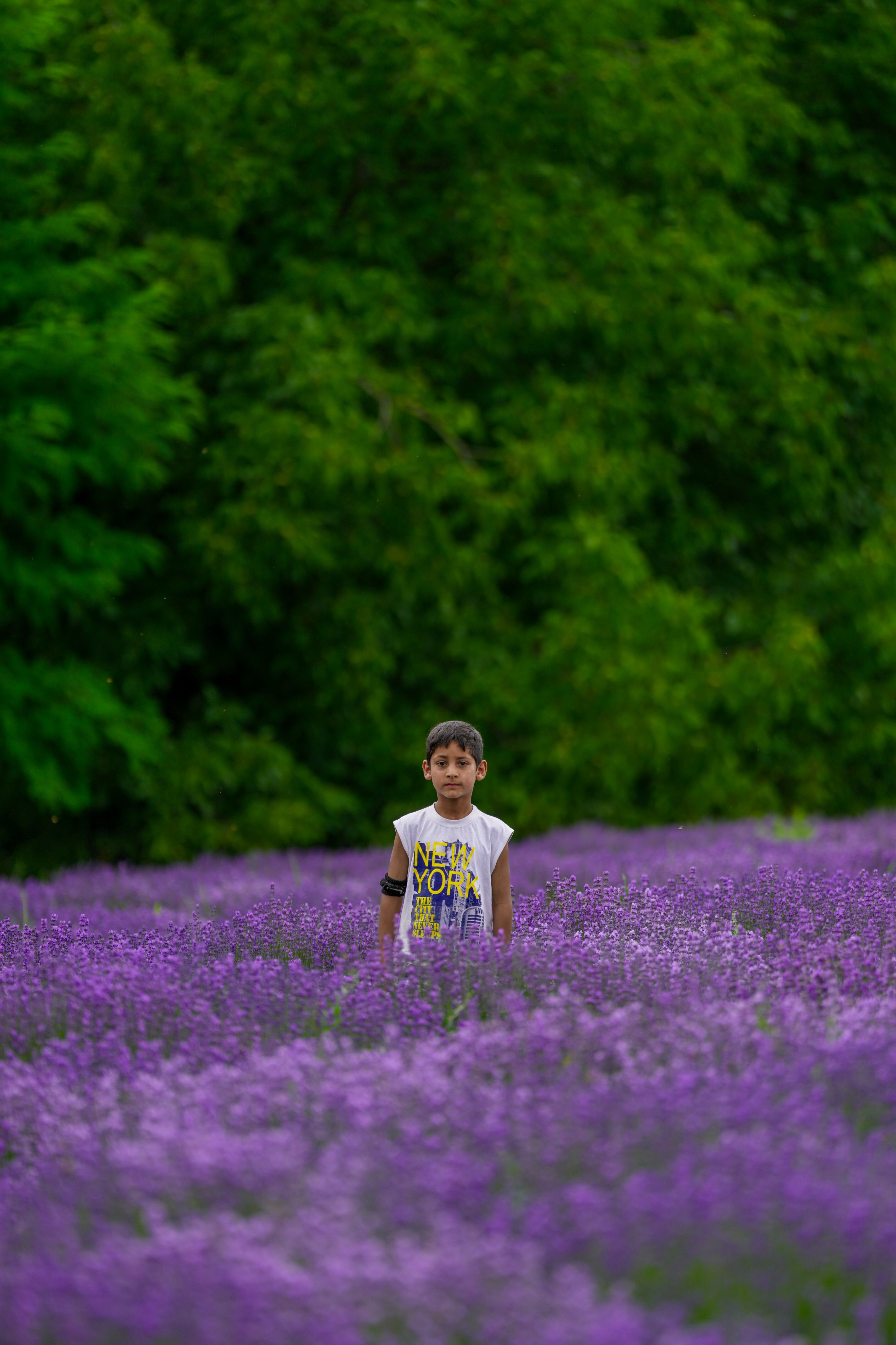Boy on Lavender Field · Free Stock Photo