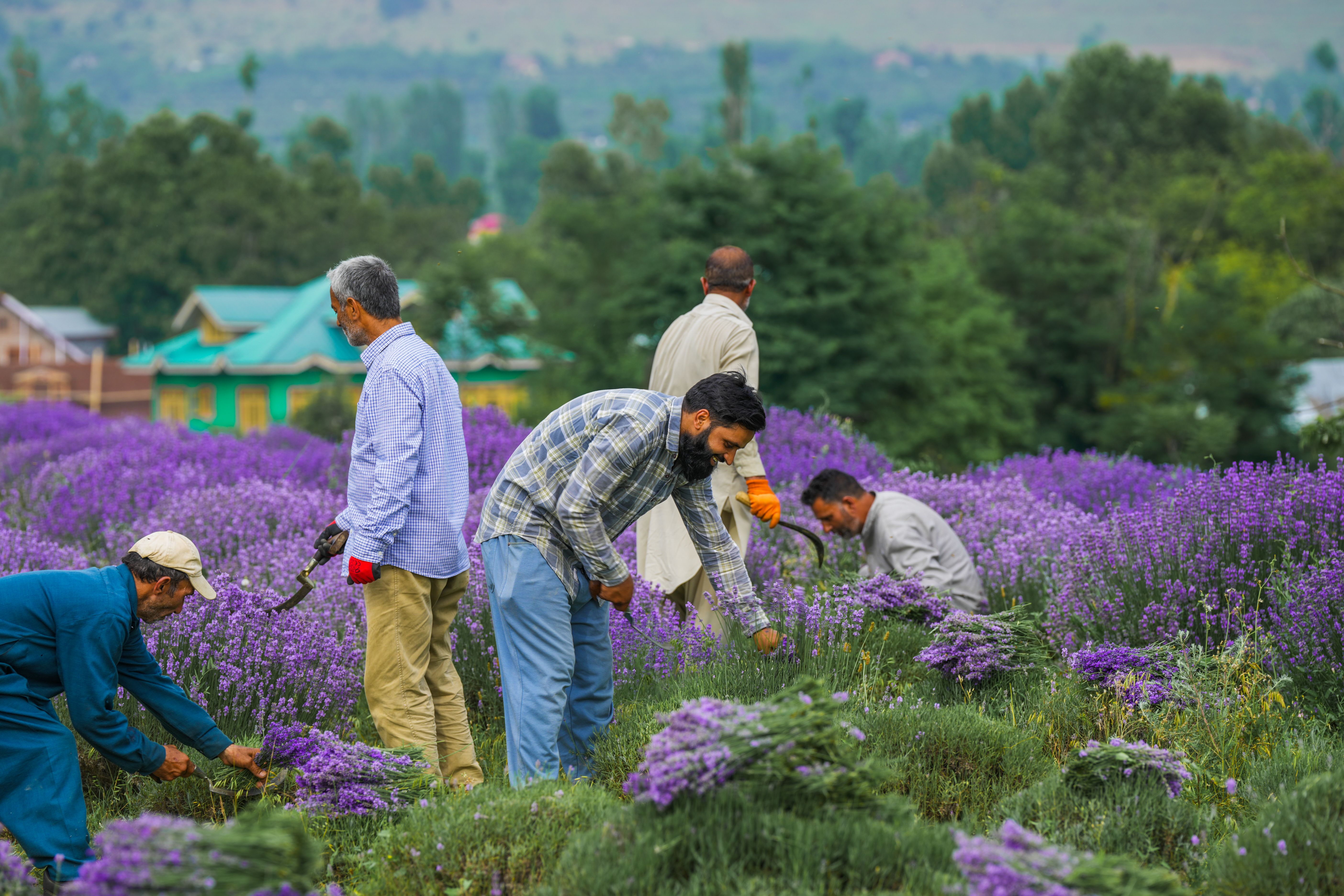 People Picking Lavender at the Lavender Park Sirhama, Jammu and Kashmir ...