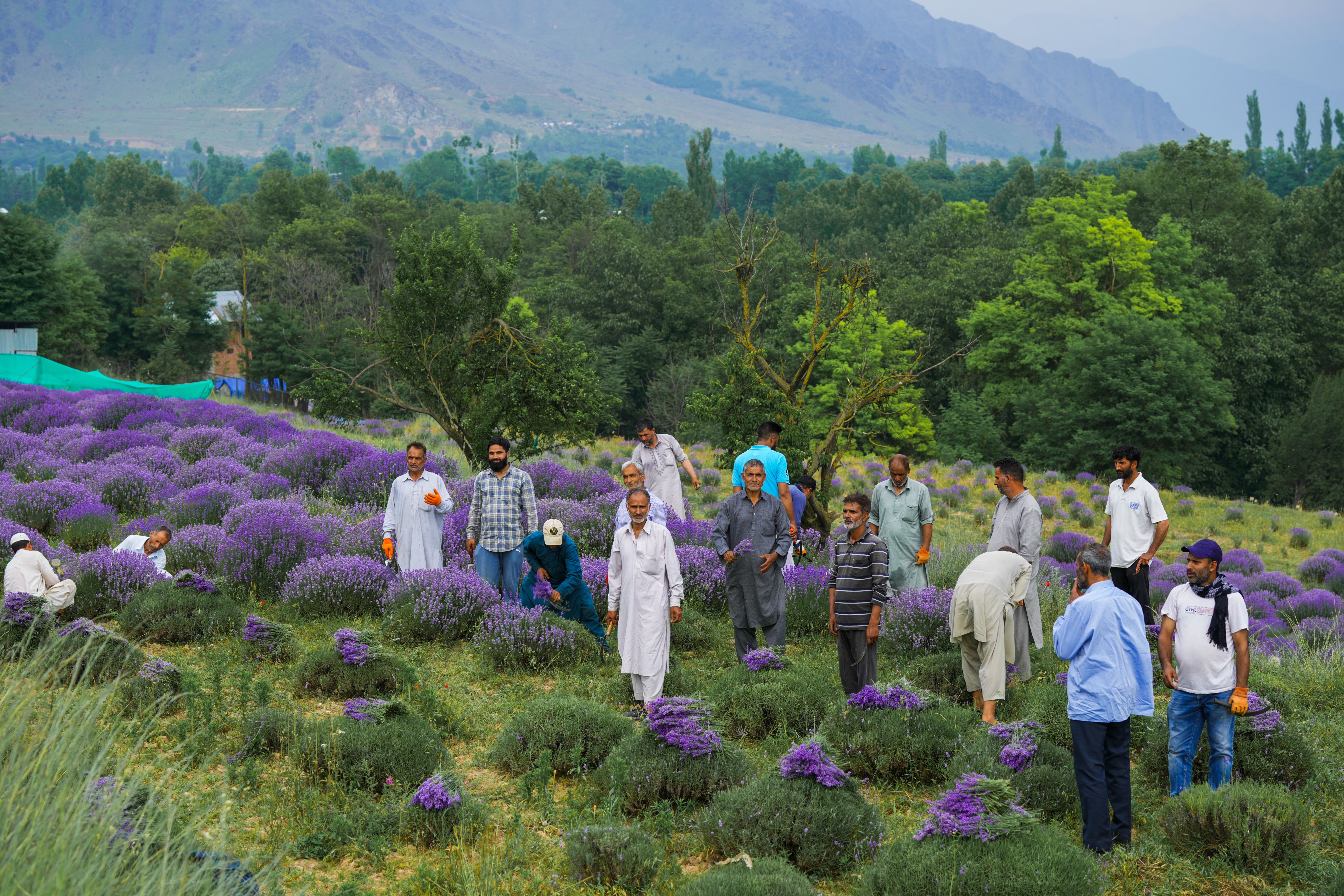 Men on Lavender Field · Free Stock Photo