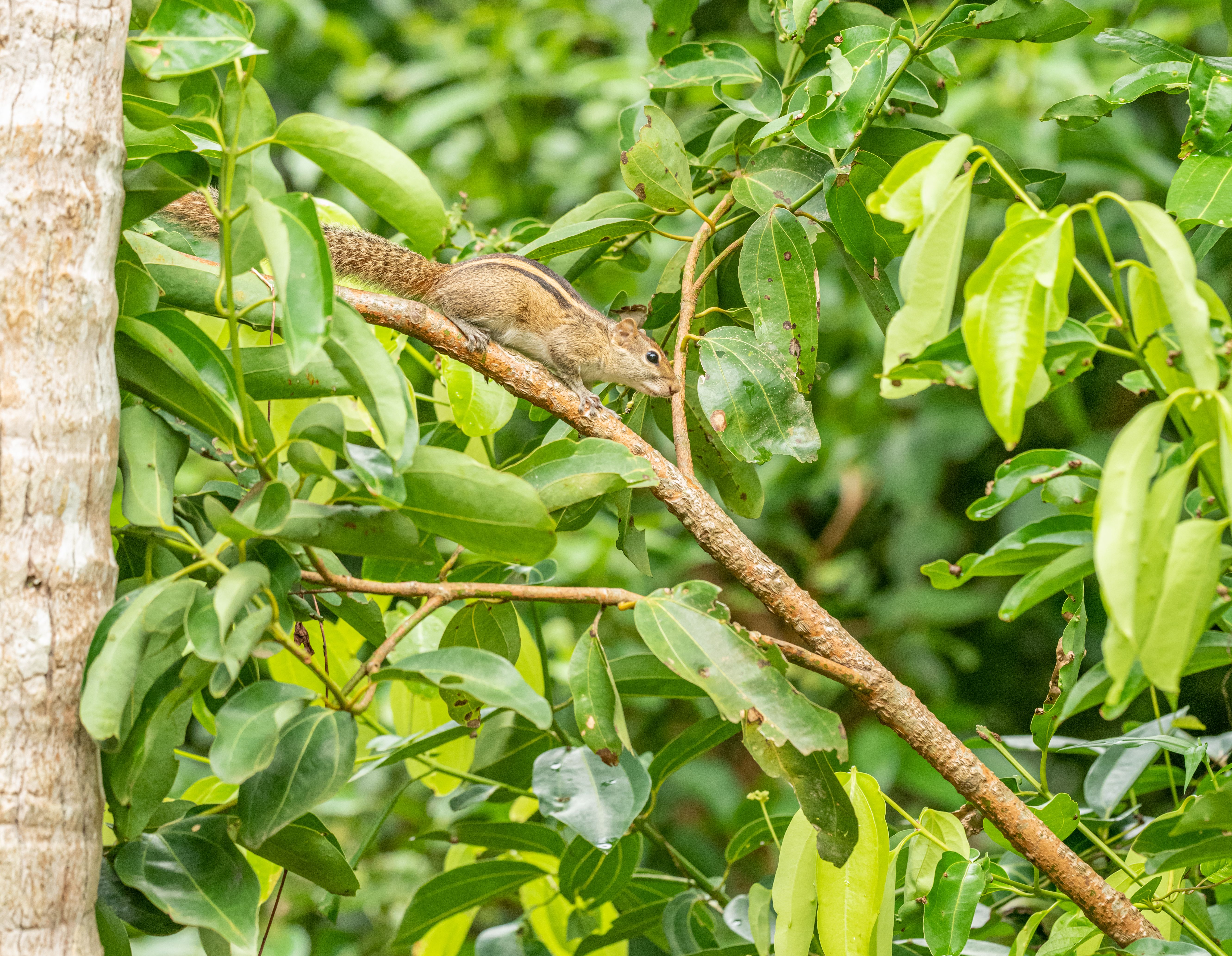 Chipmunk Sitting on a Tree Branch · Free Stock Photo
