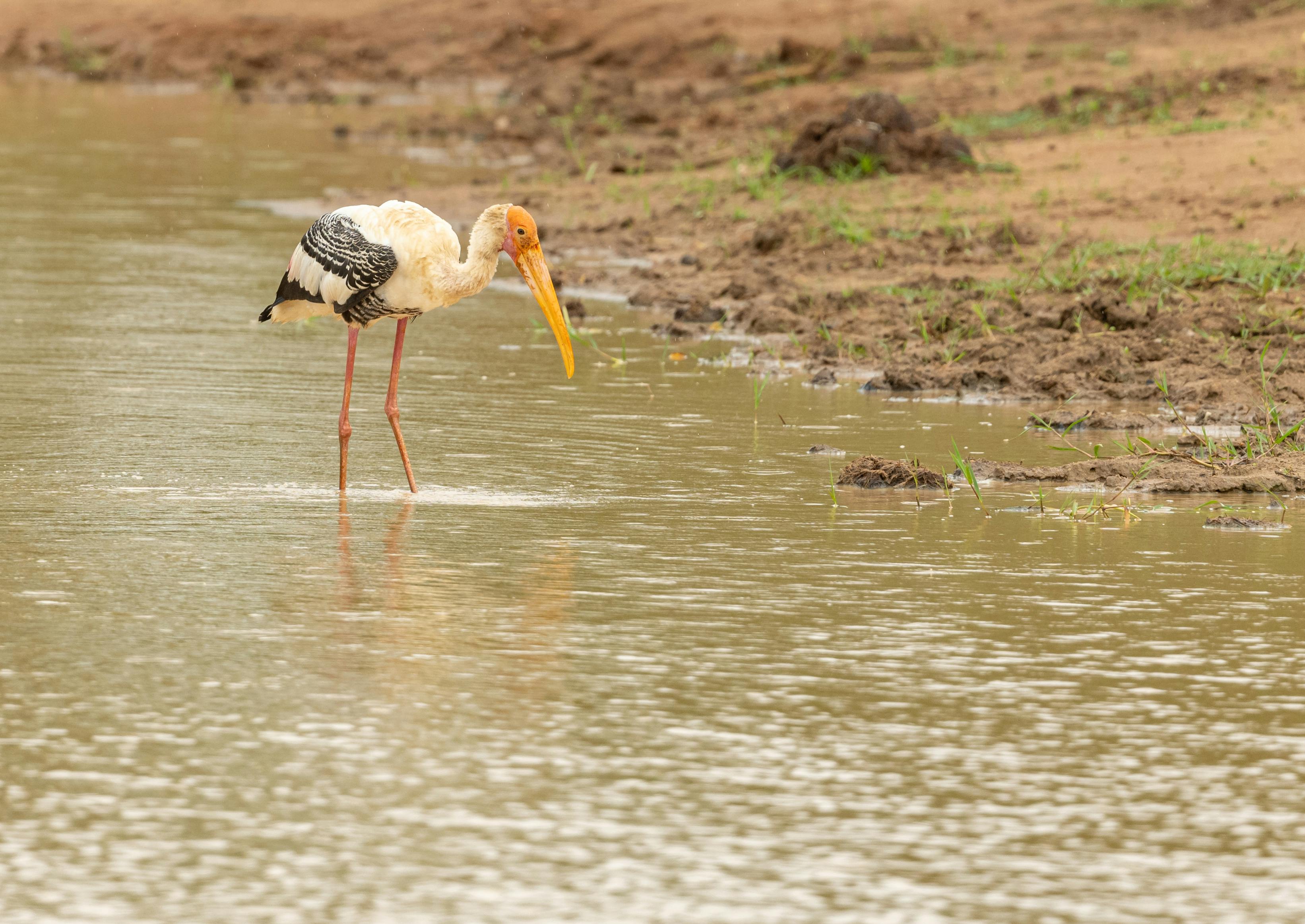 Painted Stork Wading in Shallow Water · Free Stock Photo