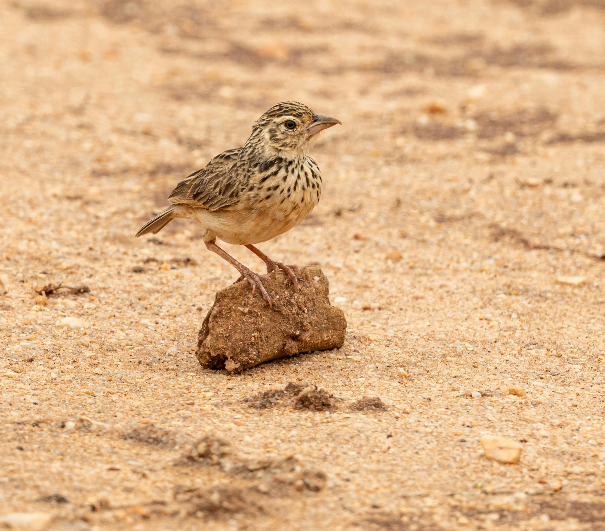 Bengal Bush Lark Perched on a Piece of Rock · Free Stock Photo