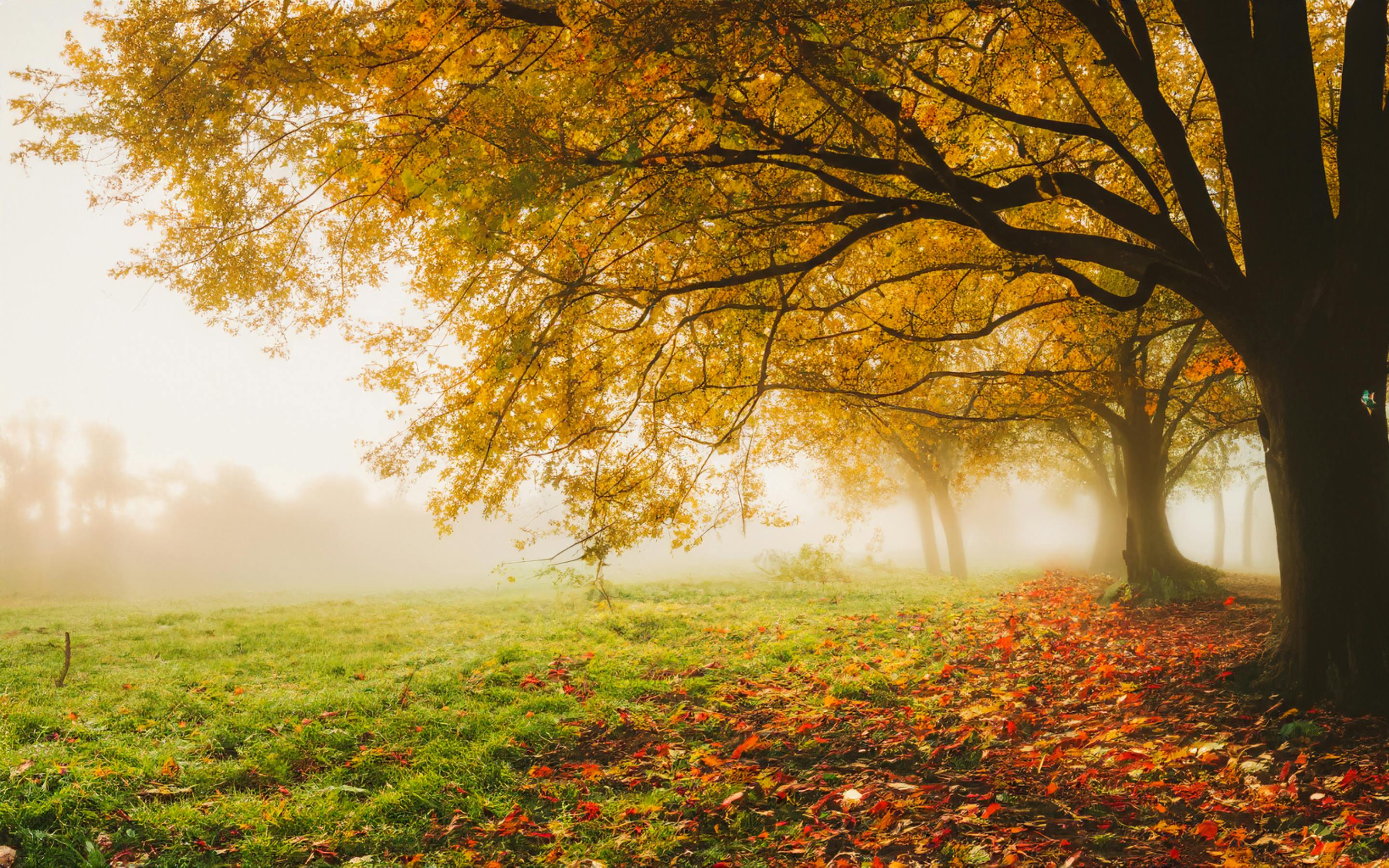 Autumn Park in Fog · Free Stock Photo