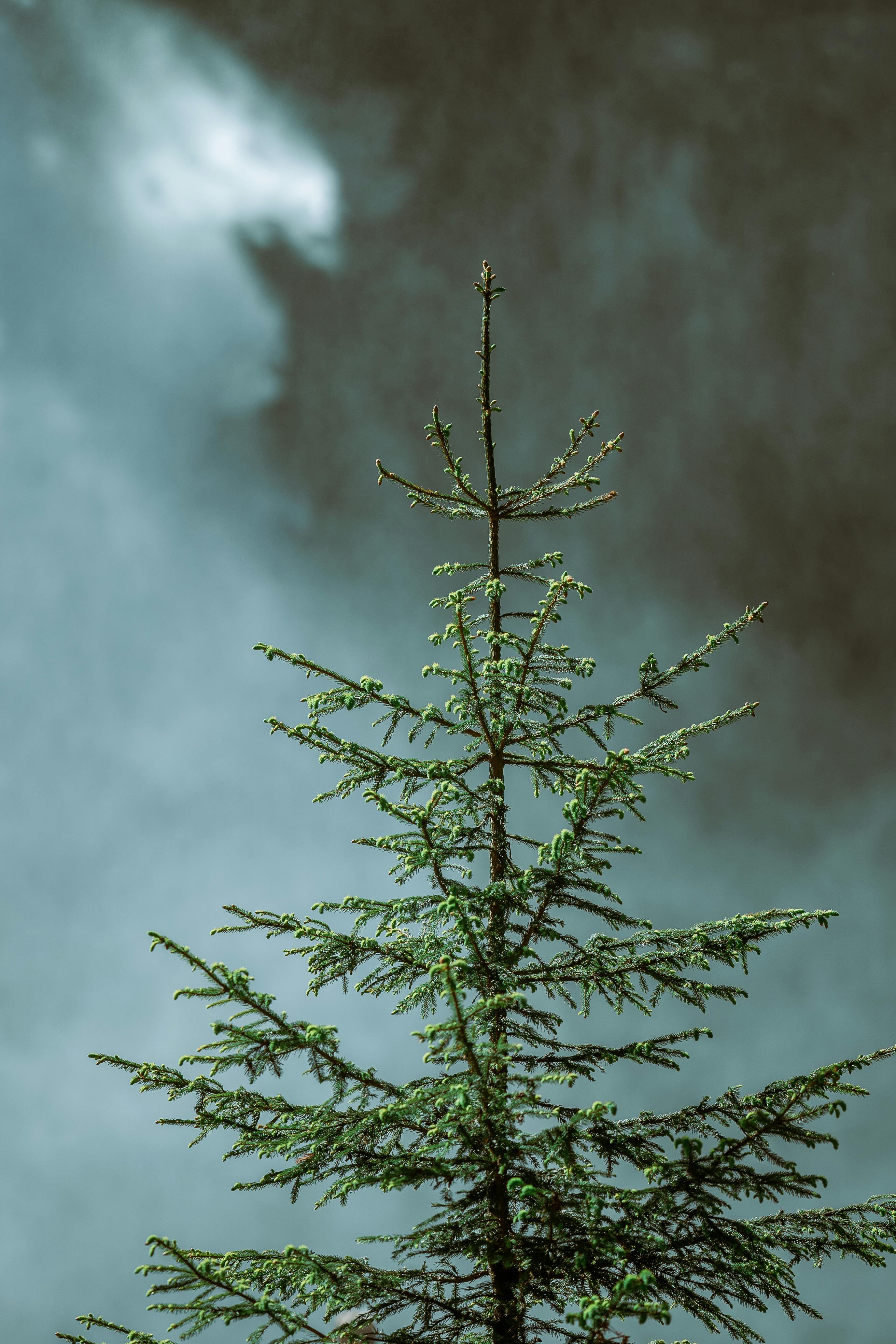 Evergreen Busy Tree Photos, Download The BEST Free Evergreen Busy Tree ...